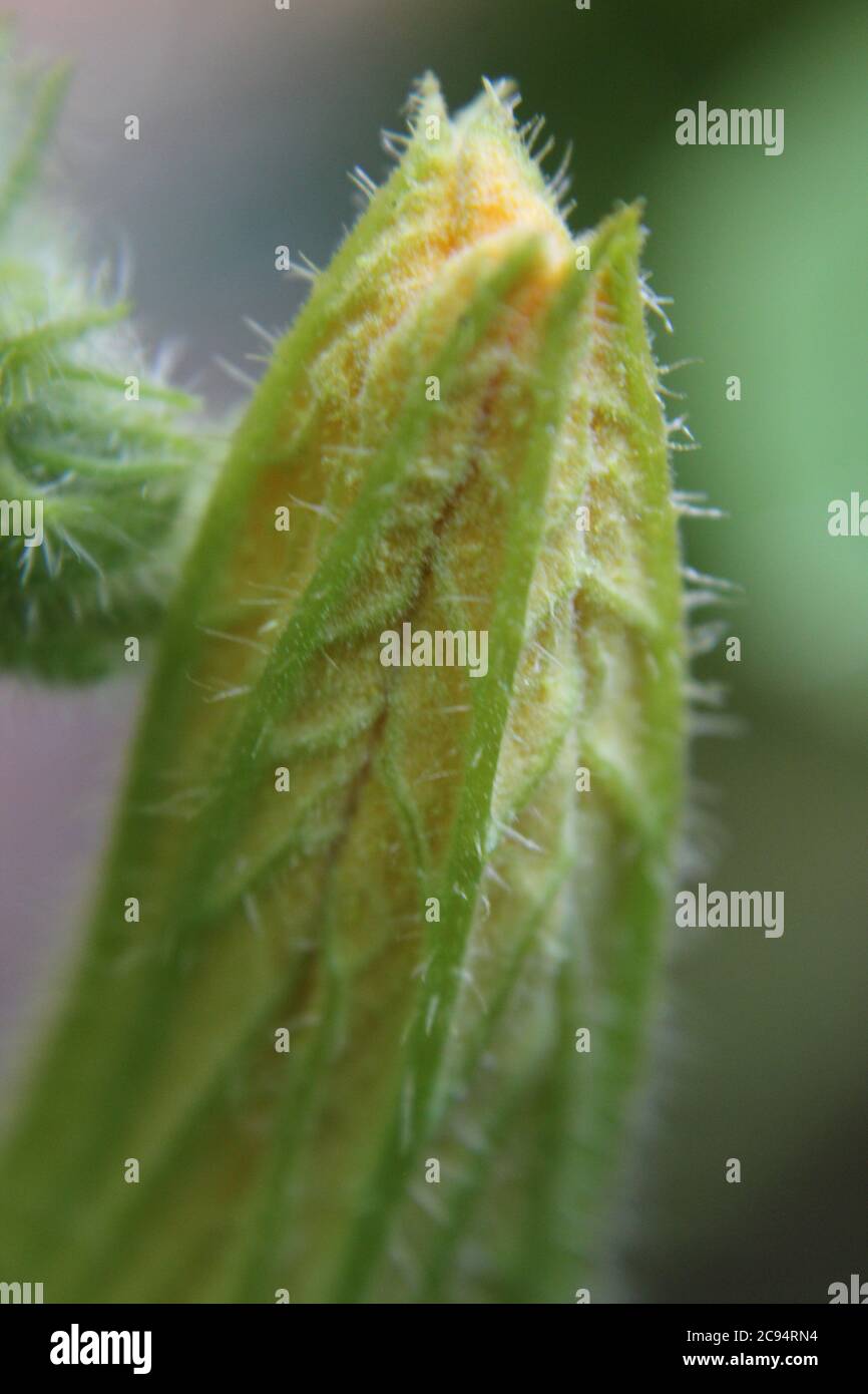 Beautiful squash plant growing in the backyard vegetable garden Stock ...