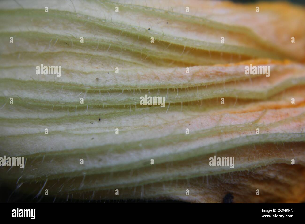 Beautiful squash plant growing in the backyard vegetable garden Stock ...