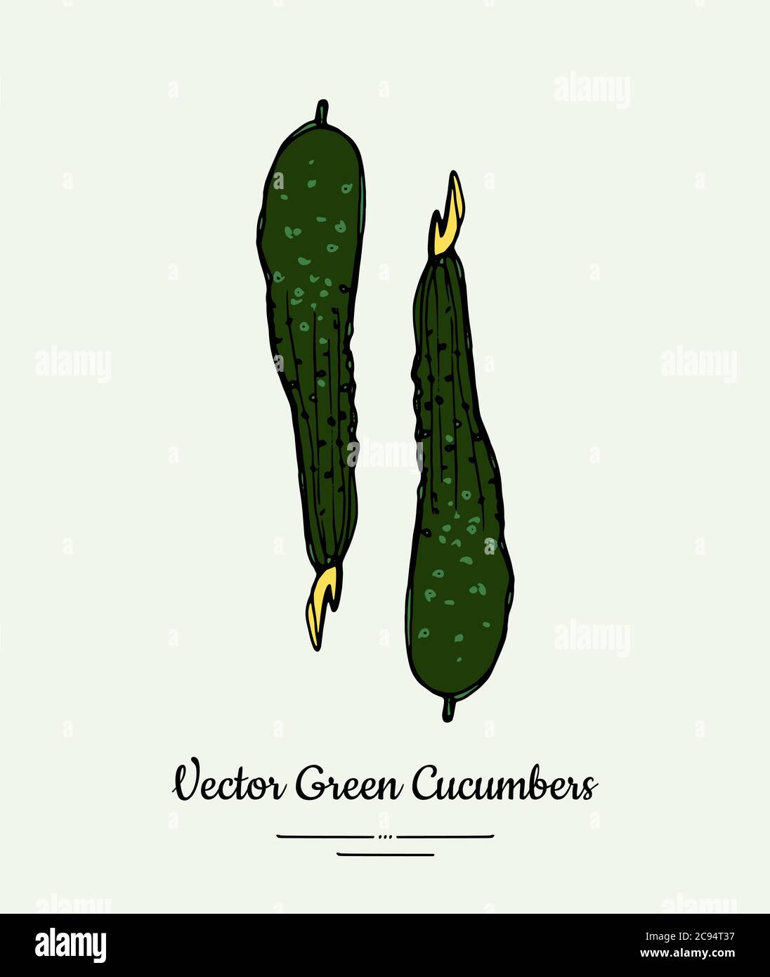 Cucumber vegetable vector isolate. Green whole cucumbers. Vegetables ...