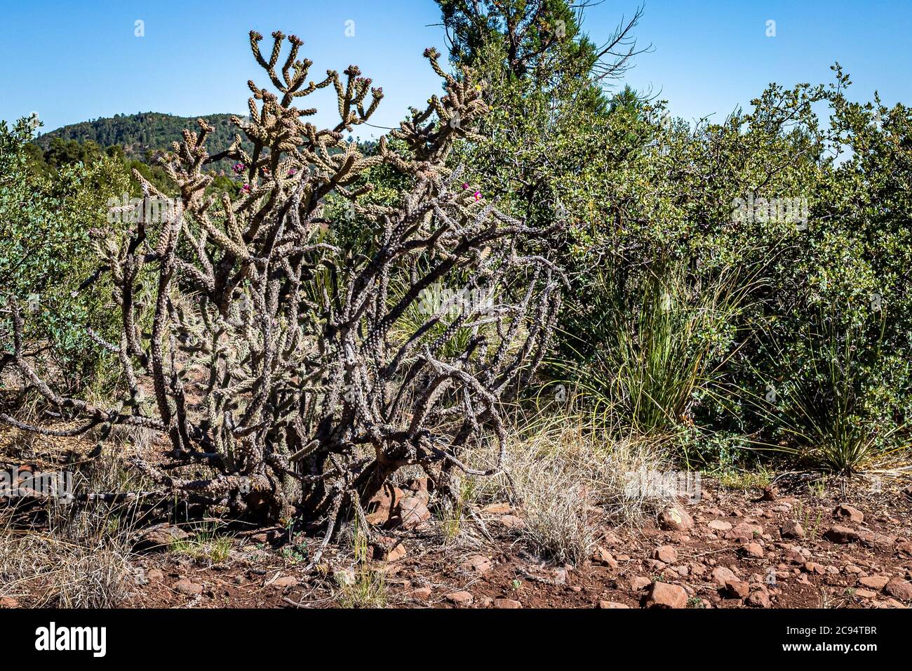 staghorn cholla