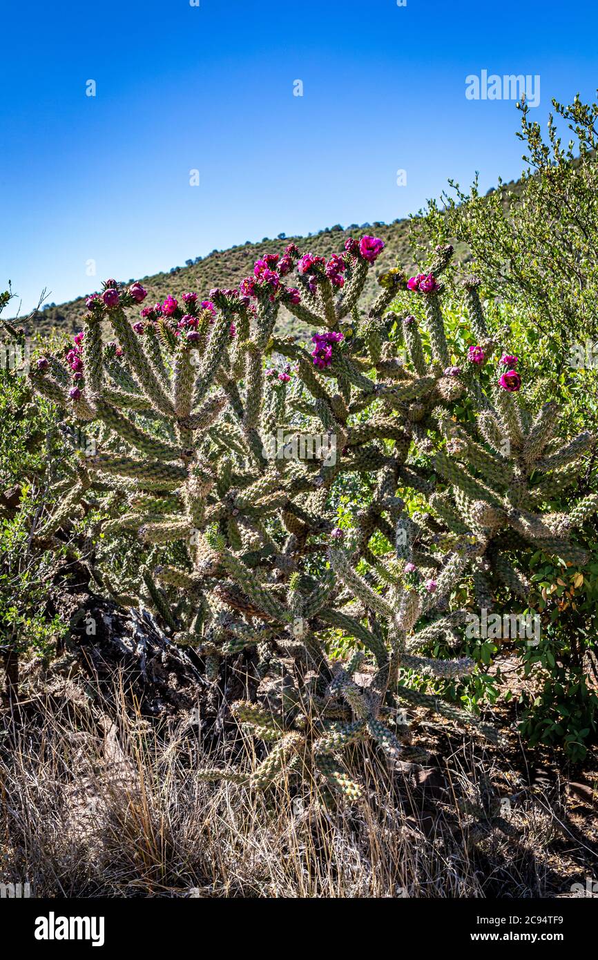 Cylindropuntia acanthocarpa, commonly referred to as staghorn, or ...
