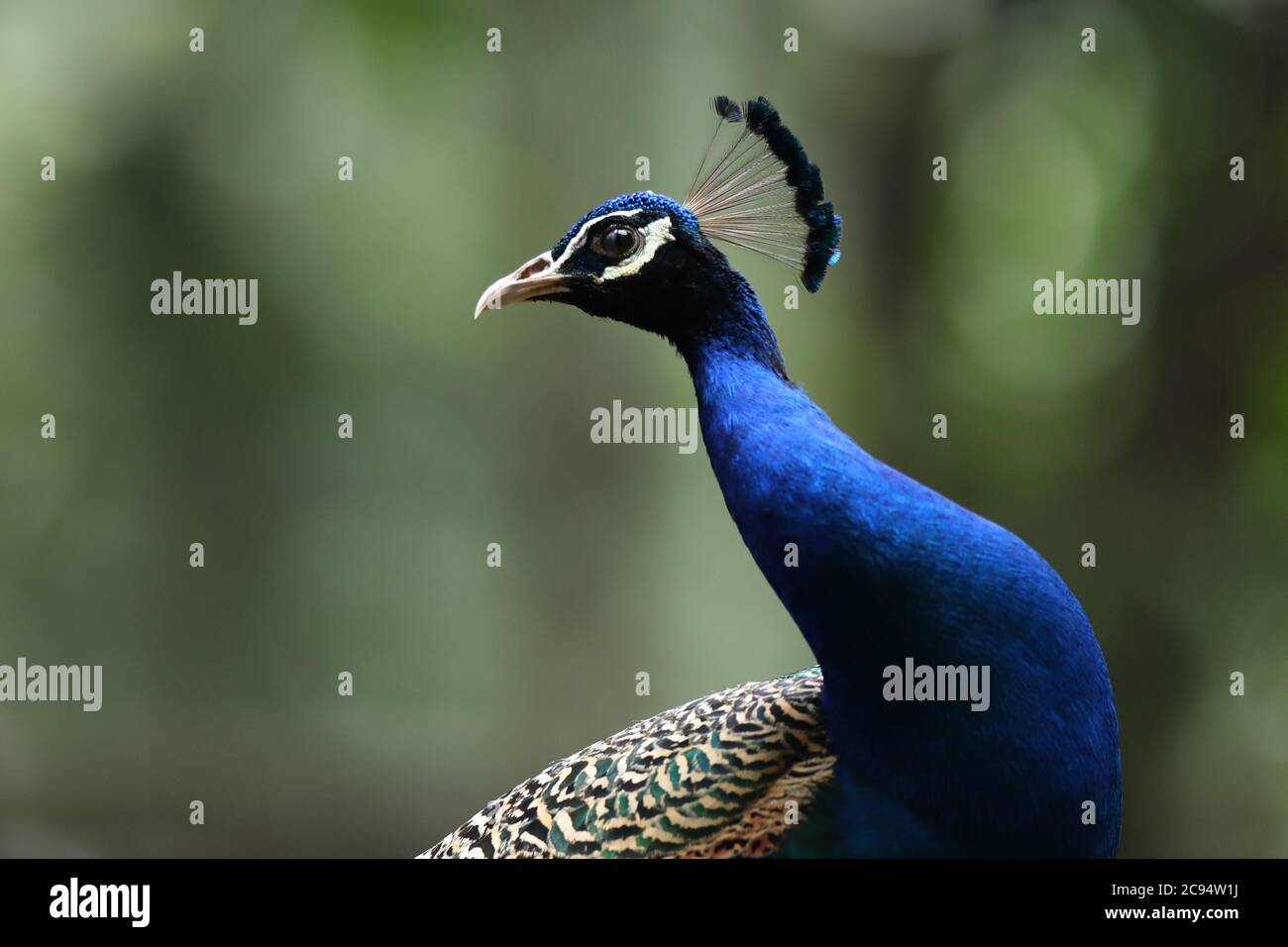 National bird of bangladesh hi-res stock photography and images - Alamy