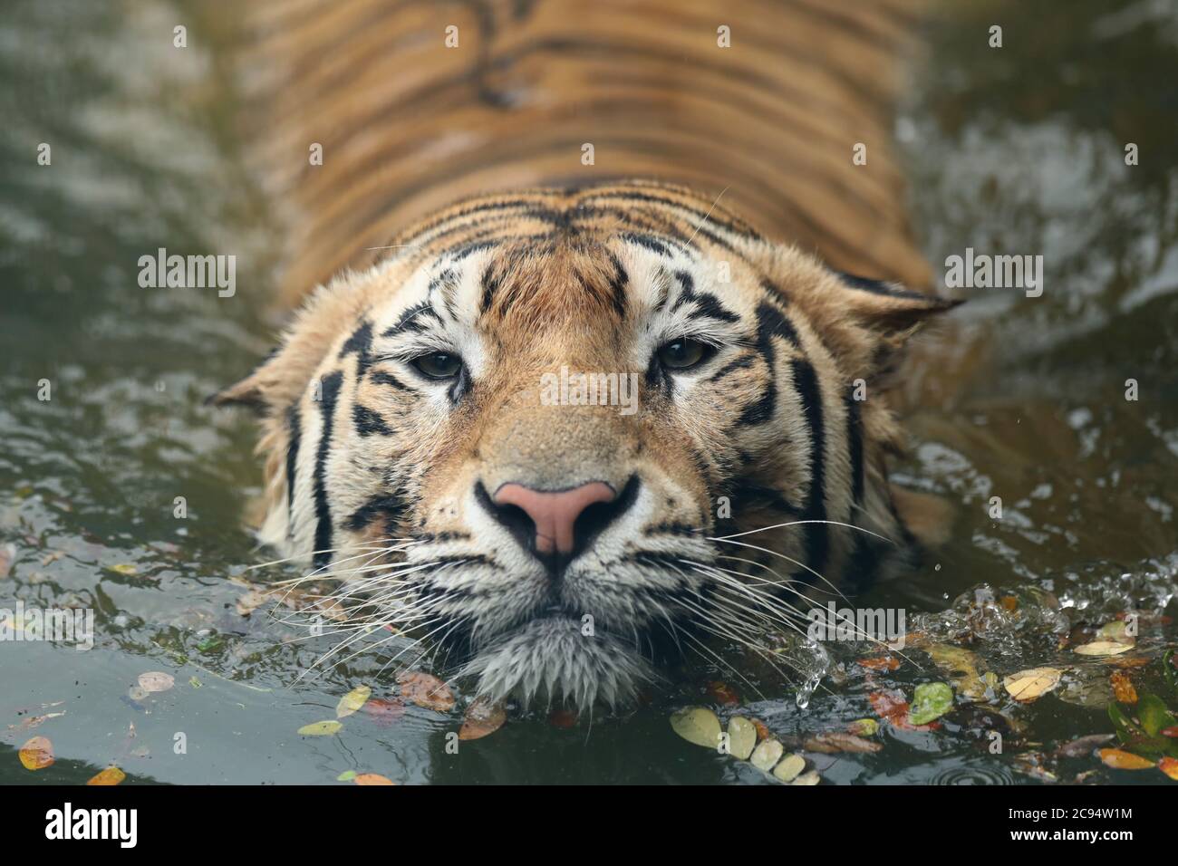 Royal bengal tiger bangladesh hi-res stock photography and images - Alamy