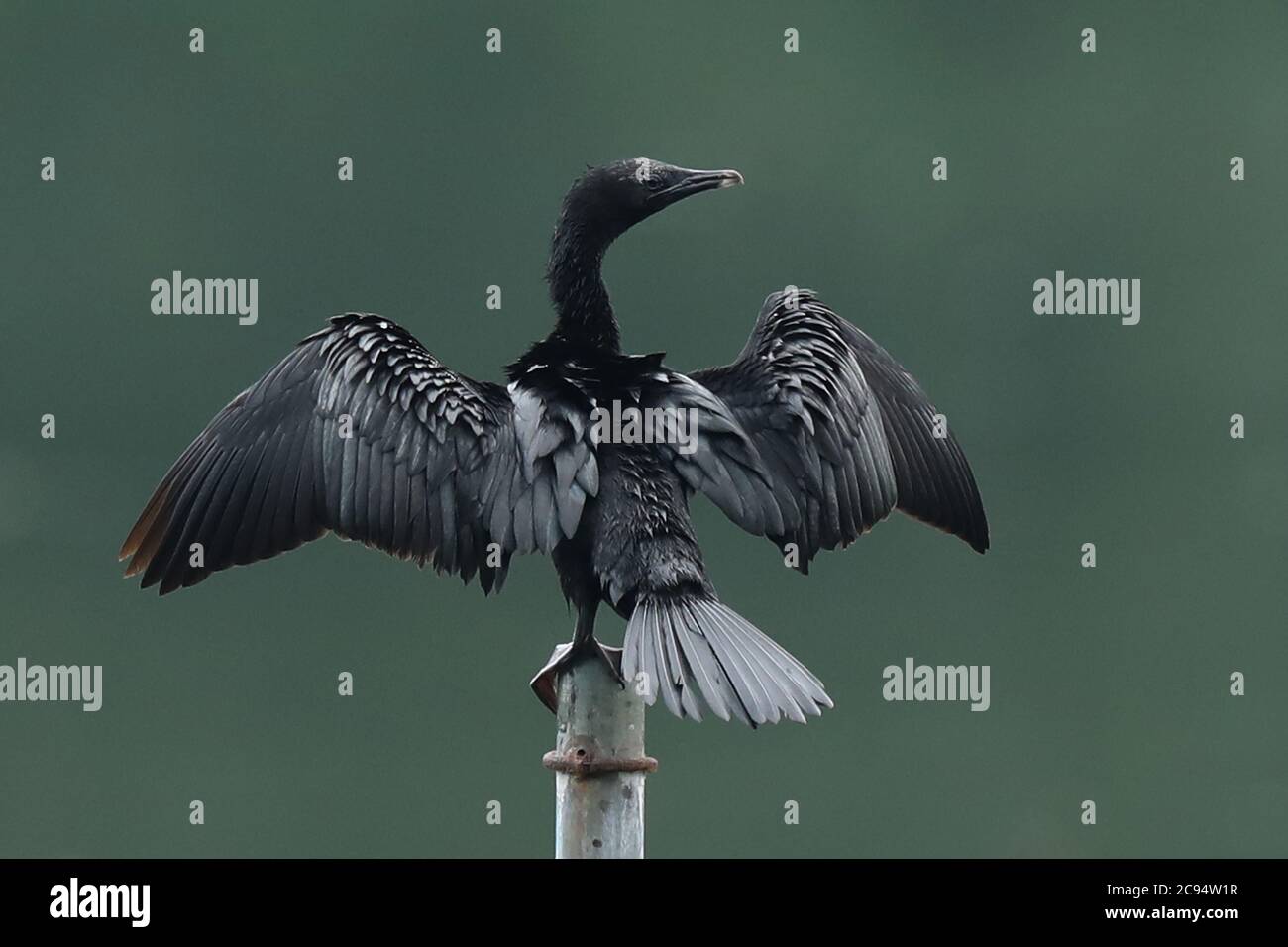 National bird of bangladesh hi-res stock photography and images - Alamy