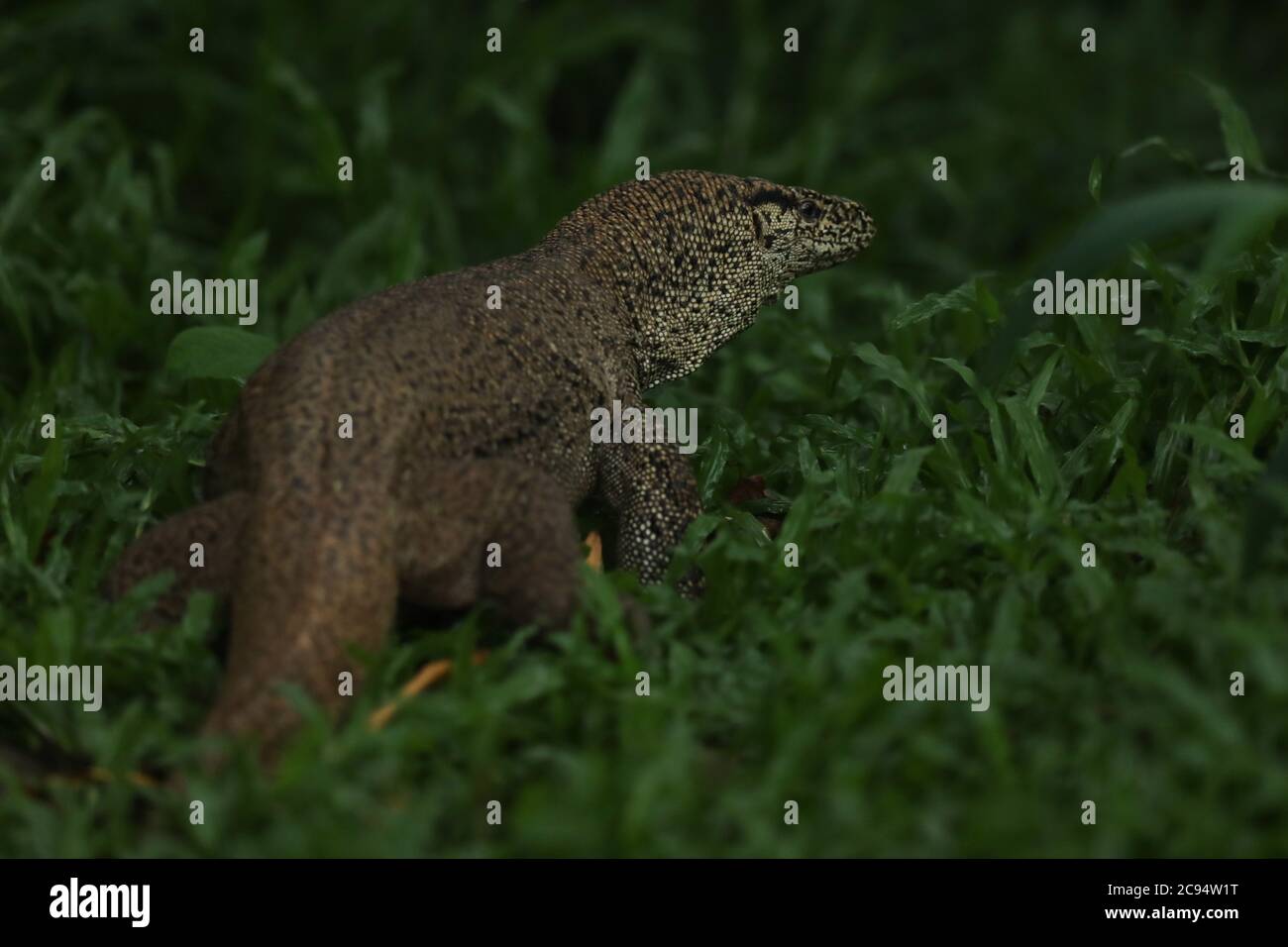 Dhaka, Bangladesh. 28th July, 2020. A Monitor Lizard seen at Bangladesh ...