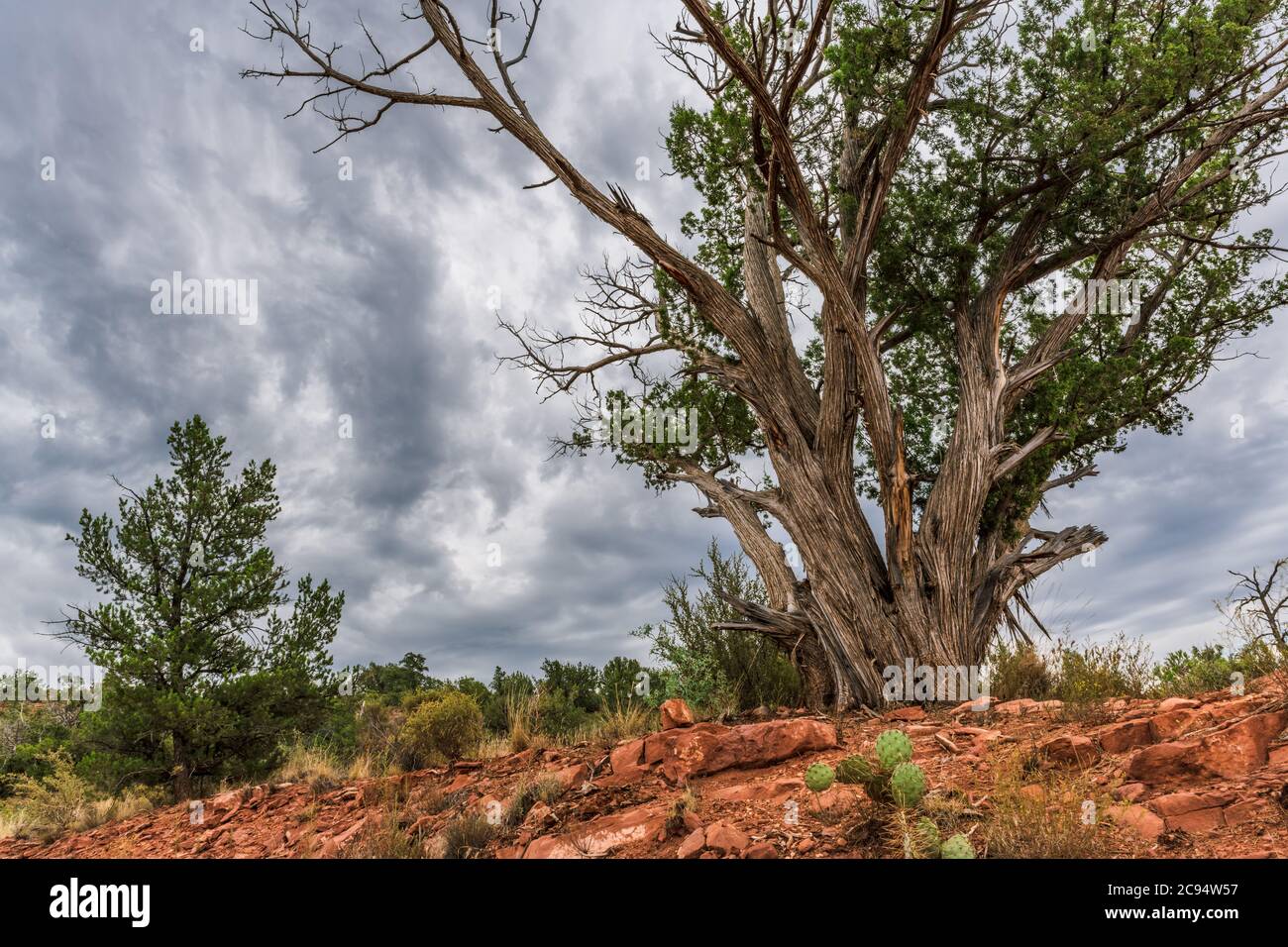 Twisted juniper tree hi-res stock photography and images - Alamy
