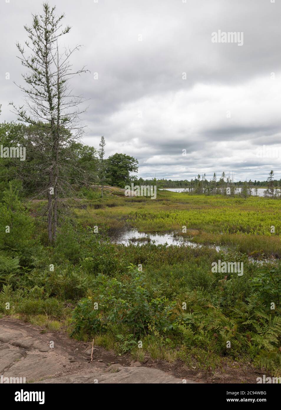 Glacial bedrock with vegetation and trees under stormy skies at ...