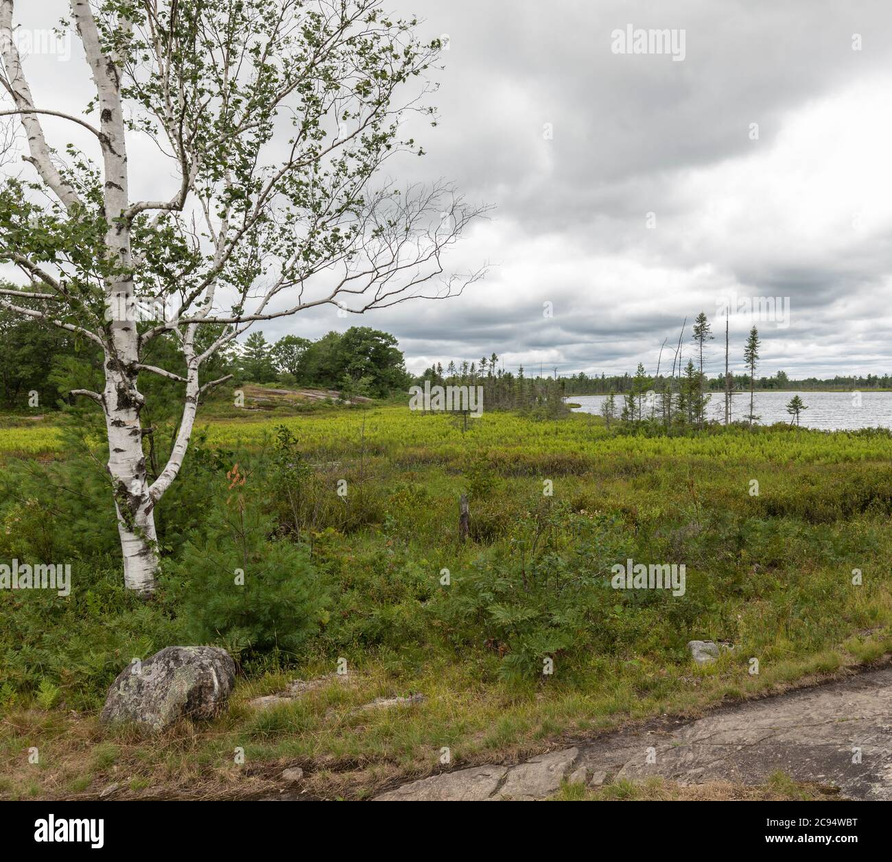 Glacial bedrock with vegetation and trees under stormy skies at ...