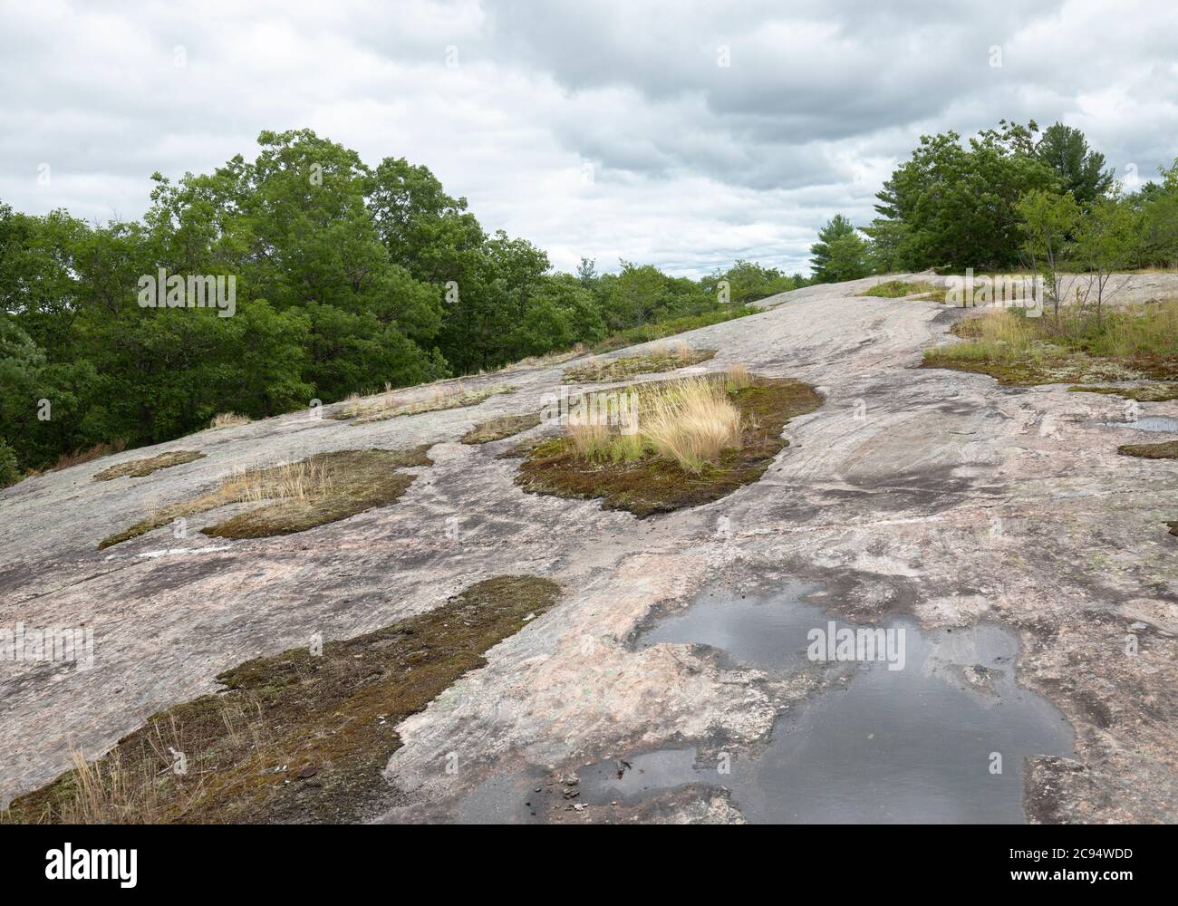 Glacial bedrock with vegetation and trees under stormy skies at ...
