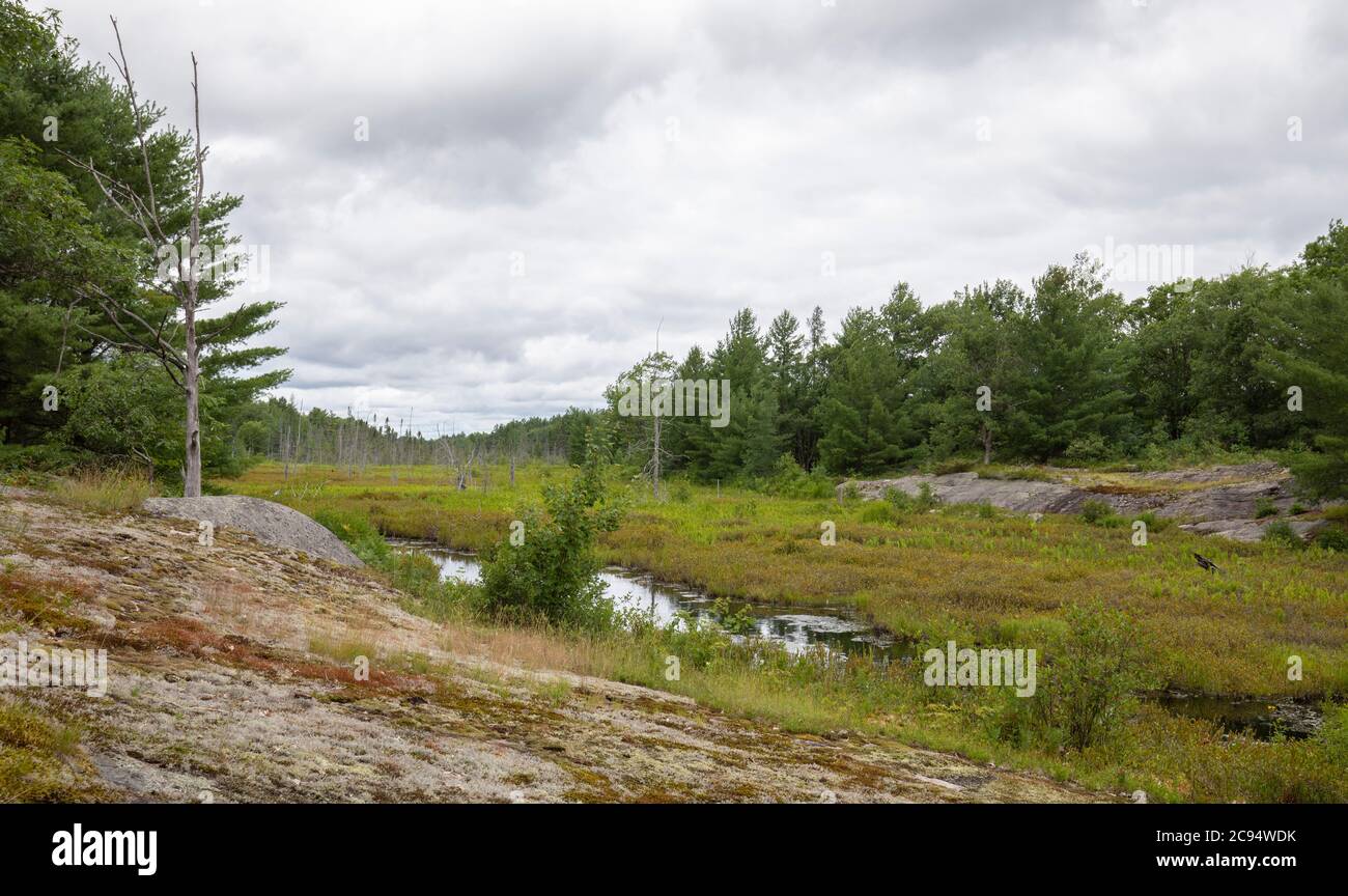 Glacial bedrock with vegetation and trees under stormy skies at ...