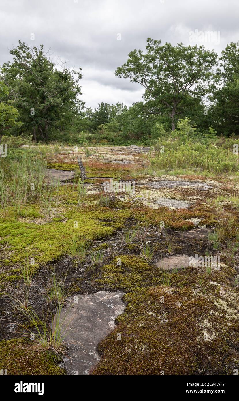 Glacial bedrock with vegetation and trees under stormy skies at ...