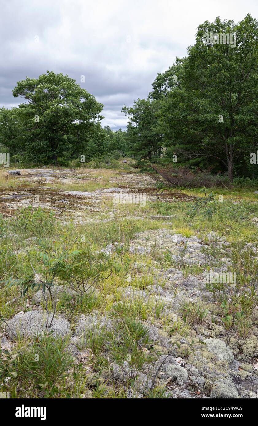 Glacial bedrock with vegetation and trees under stormy skies at ...
