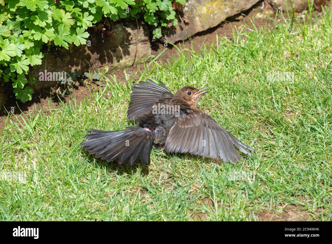 Turdus merula. Young Female Blackbird sunning in a garden. UK Stock ...