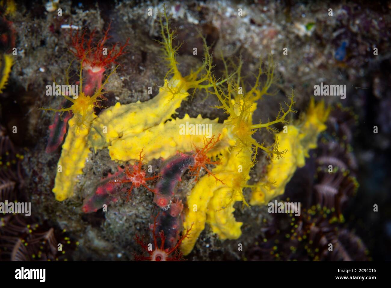 Yellow sea cucumbers, Colochirus robustus, filter planktonic food out ...