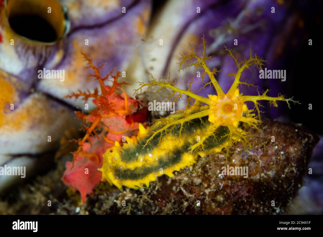 Biology of animals hi-res stock photography and images - Alamy