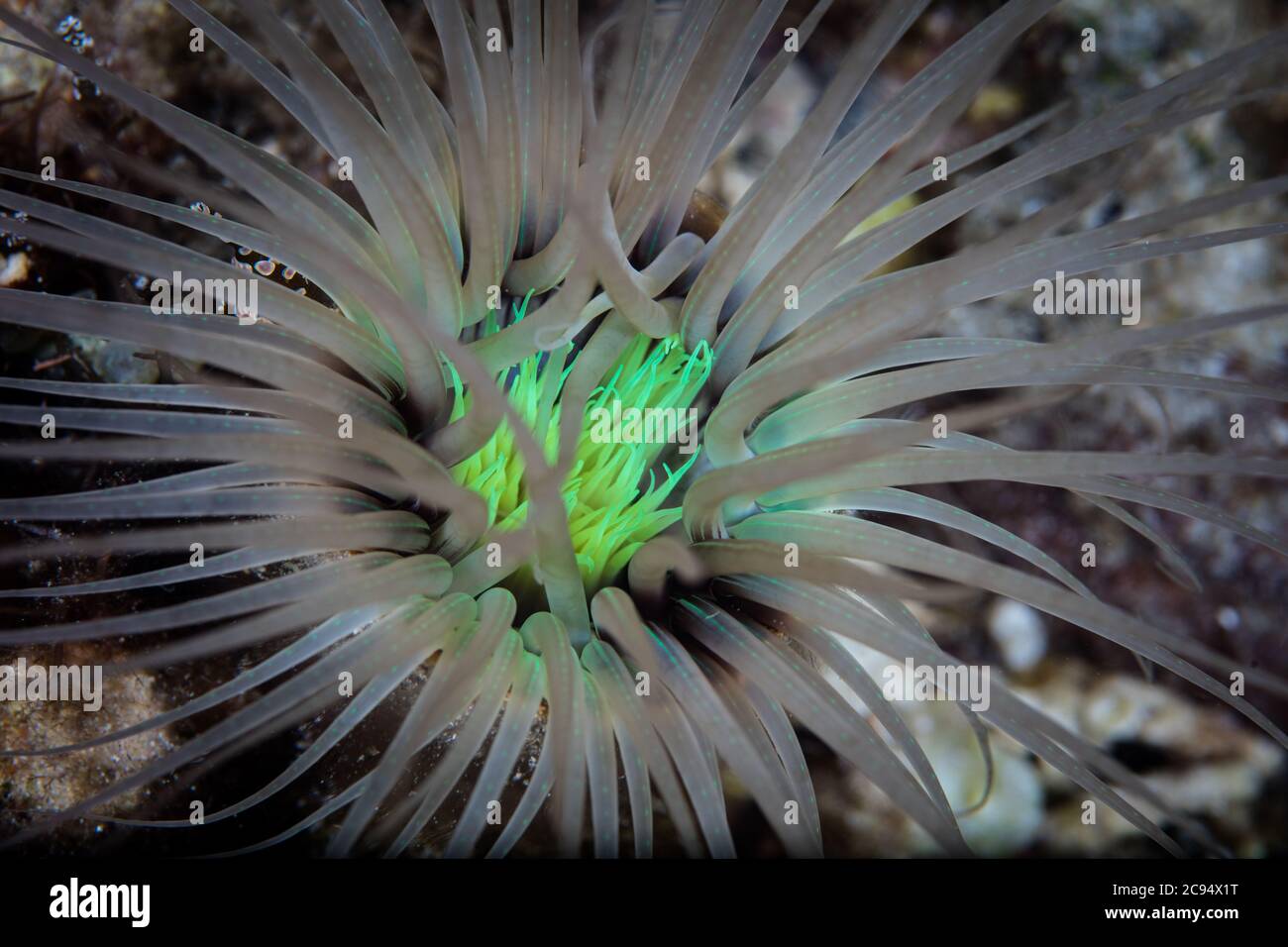 Detail of a tube anemone living on a coral reef in Raja Ampat ...