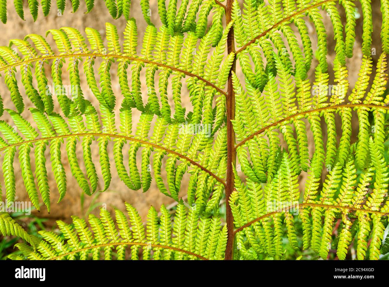 Fern with green leaves outdoors, exposed to the sun shows fight and ...