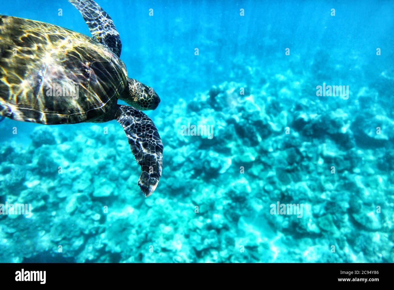 Wild green turtle diving in blue ocean waters of Hawaii. Turquoise sea ...