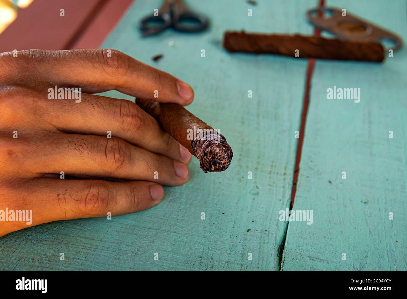 man holding cigar and tobacco leaves. traditional process of making ...
