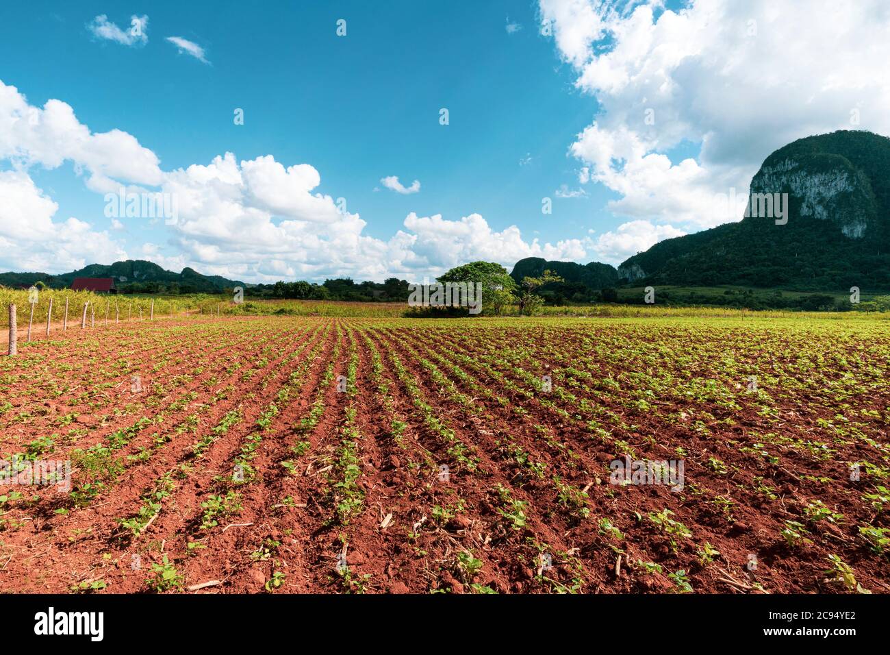 Tobacco sprouts grow in a row on a plantation in the Vinales valley ...