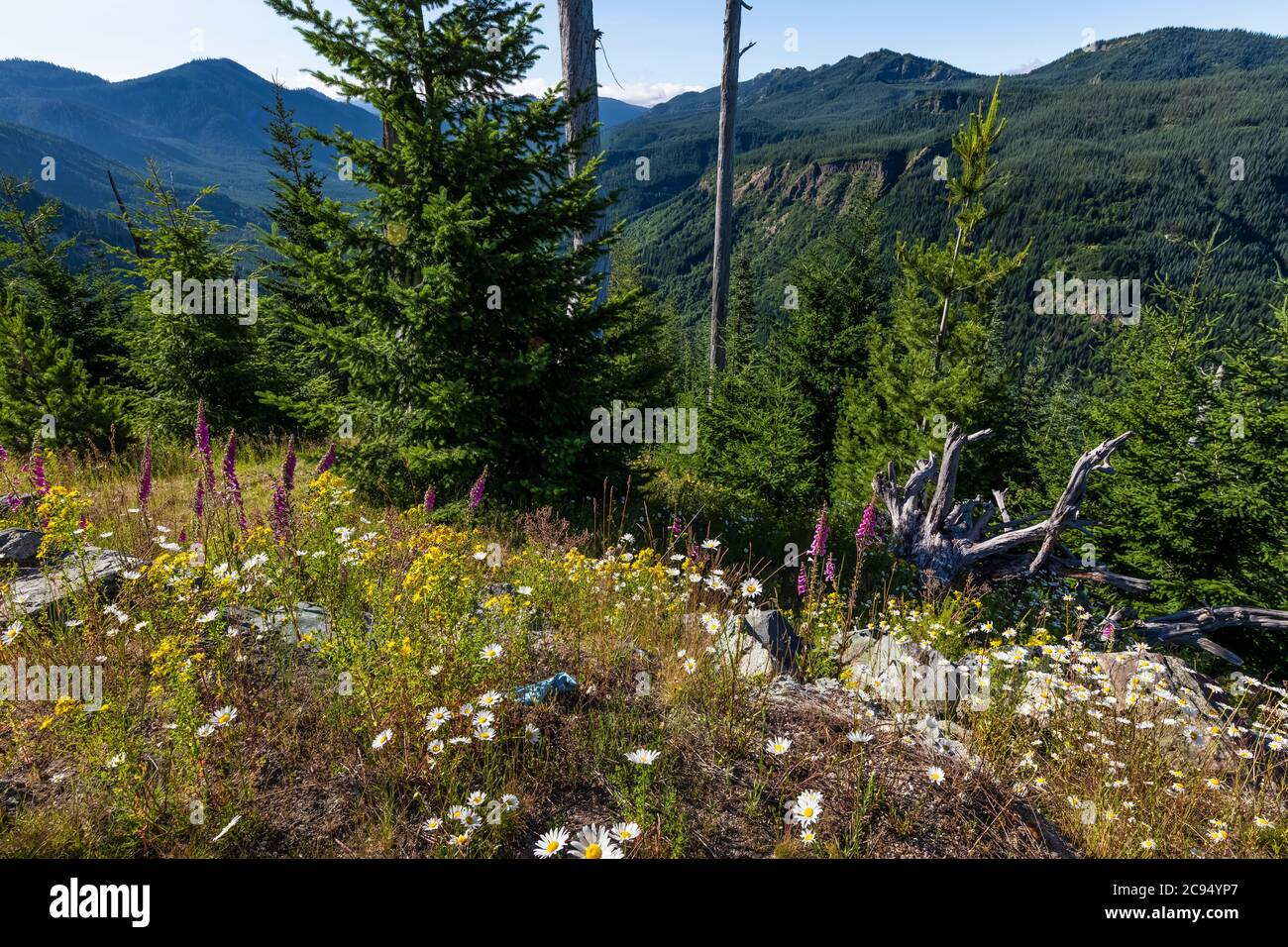 View of Mount St. Helens and regenerating forest in Mount St. Helens ...