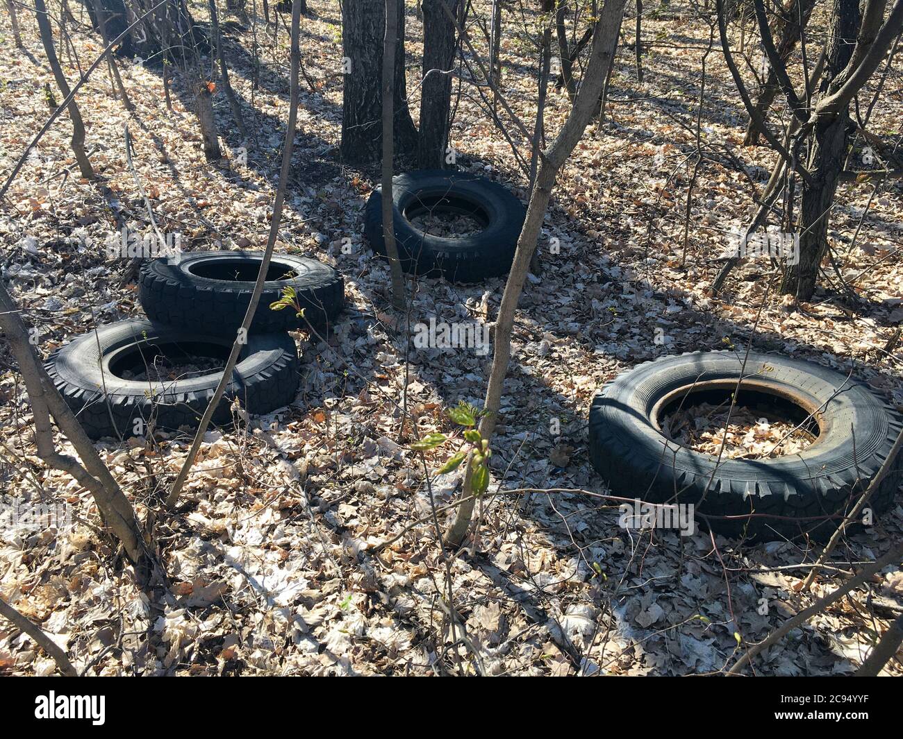 Old rubber tree hi-res stock photography and images - Alamy
