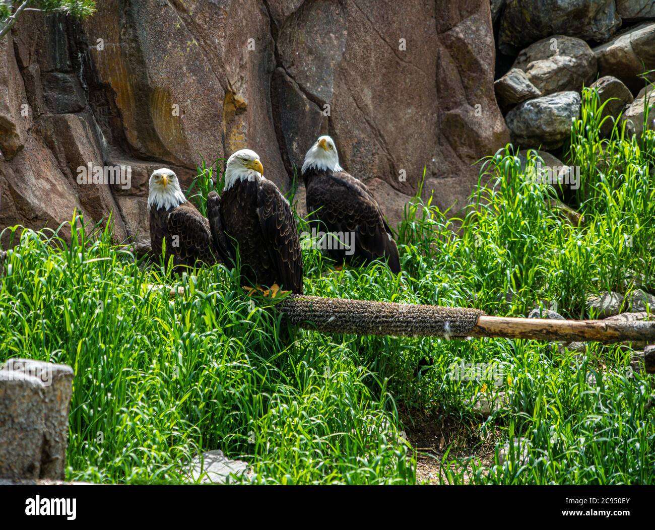 three bald eagles perched in front of rock wall Stock Photo - Alamy