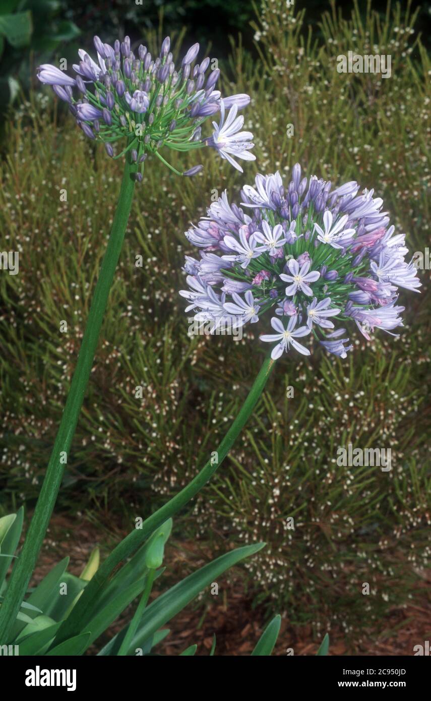 Plants in border hi-res stock photography and images - Alamy