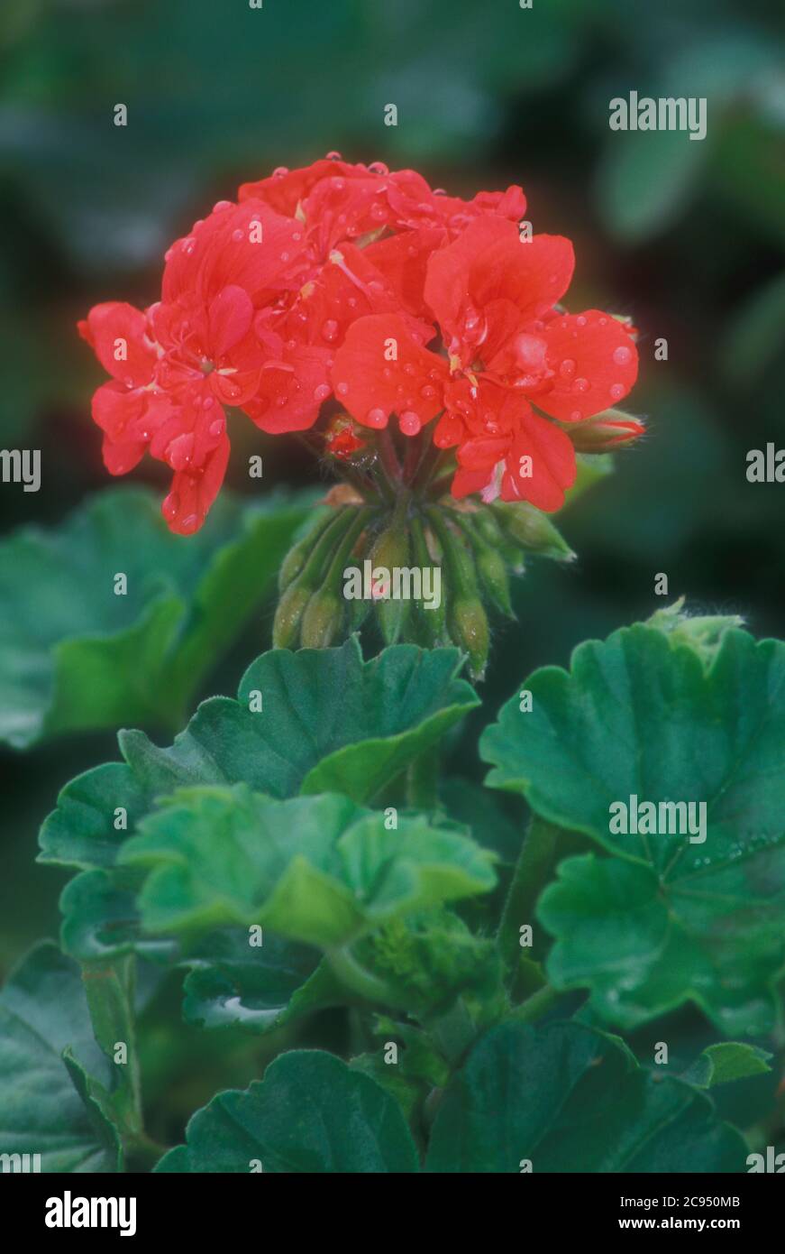 RED POTTED GERANIUM Stock Photo - Alamy