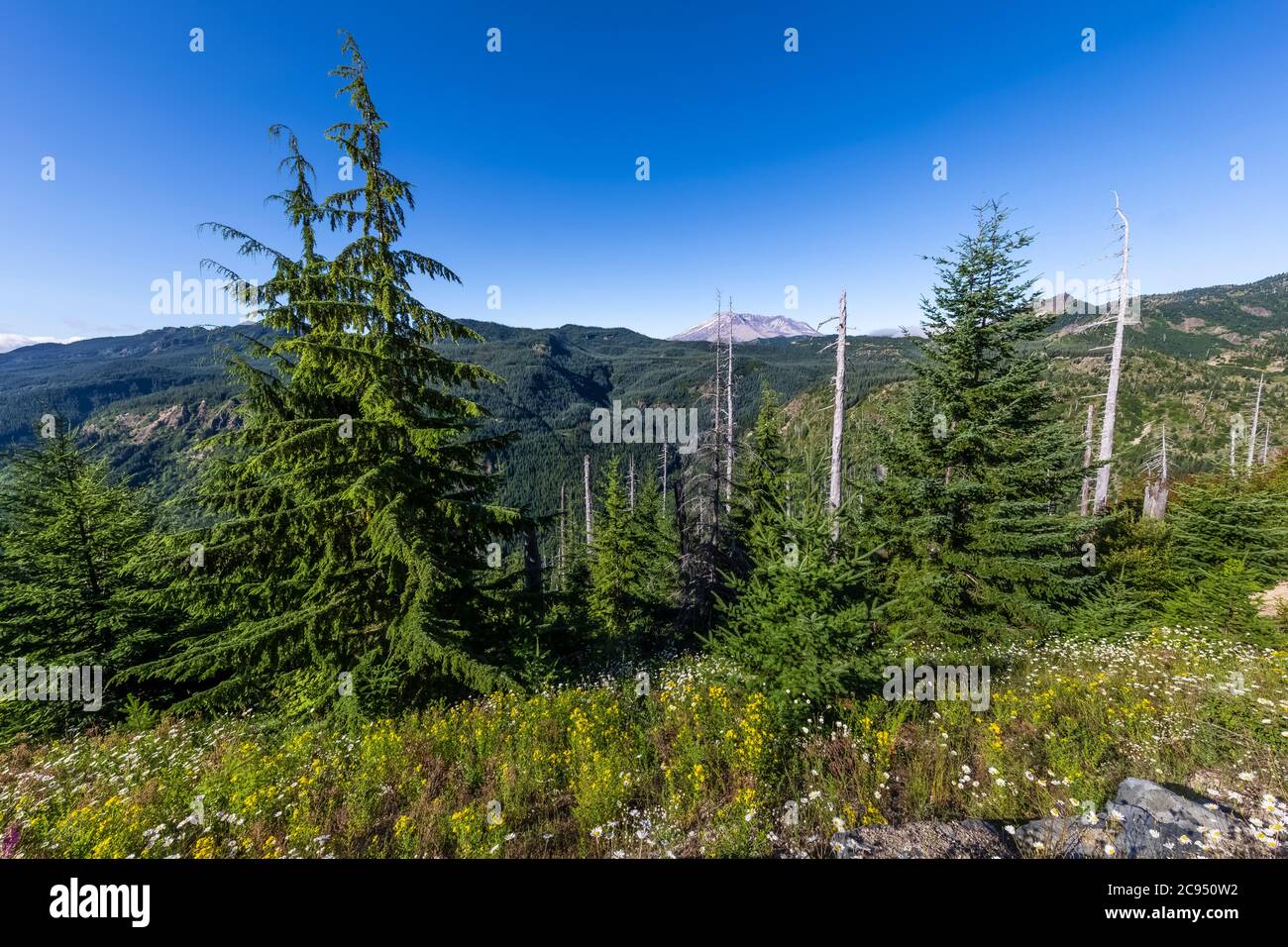 View of Mount St. Helens and regenerating forest in Mount St. Helens ...