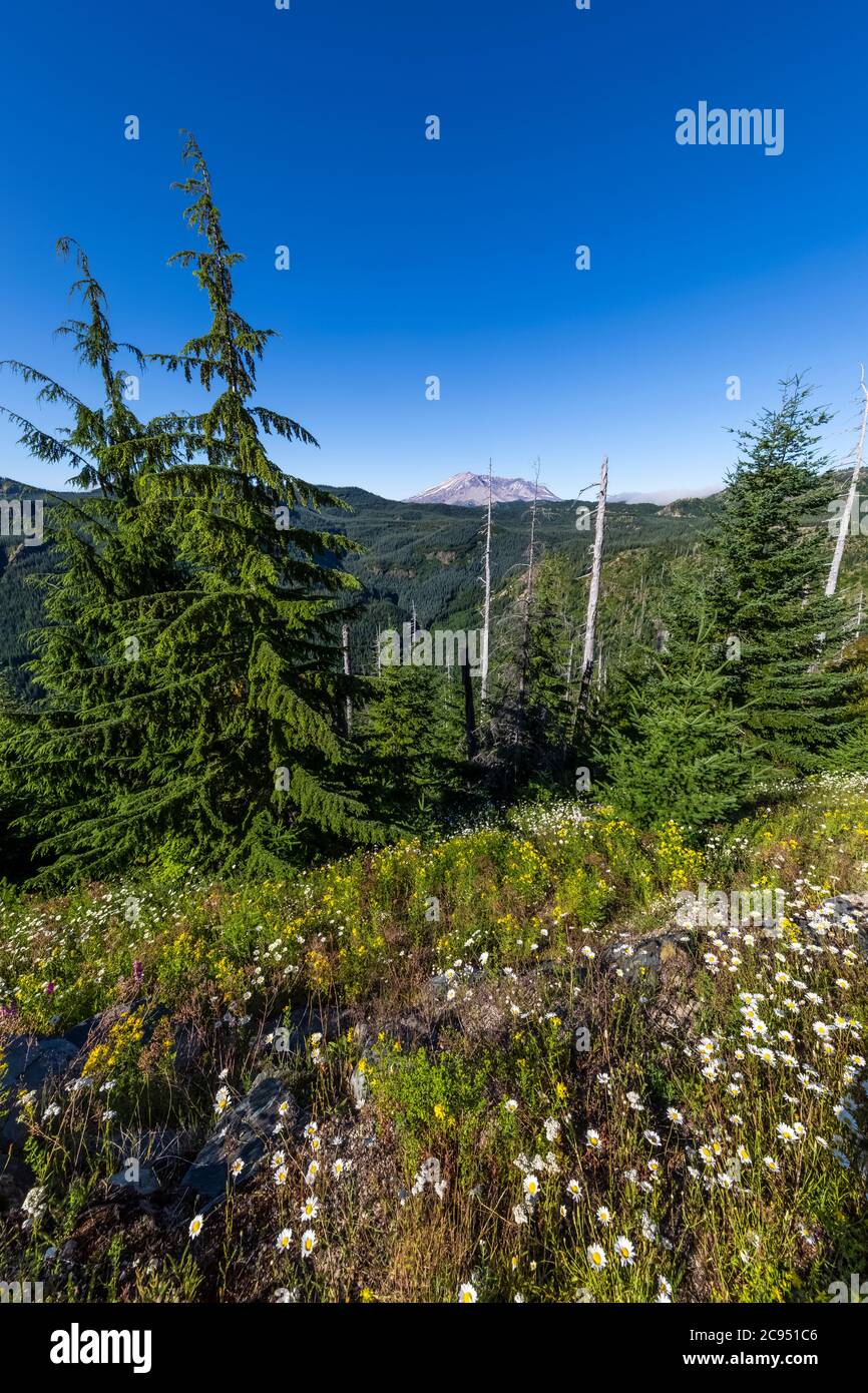 View of Mount St. Helens and regenerating forest in Mount St. Helens ...