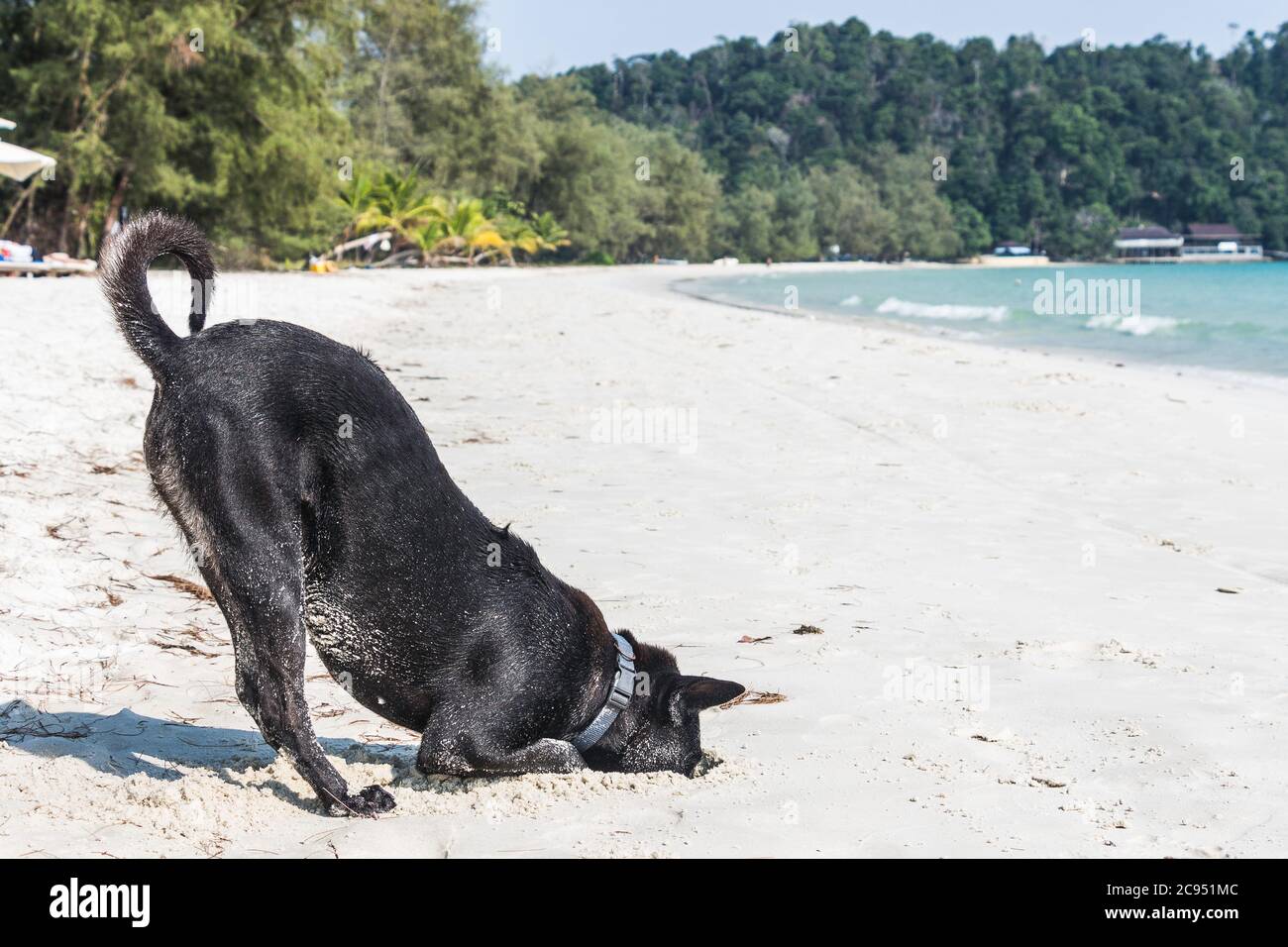 A dog is digging a hole at the beach Stock Photo - Alamy