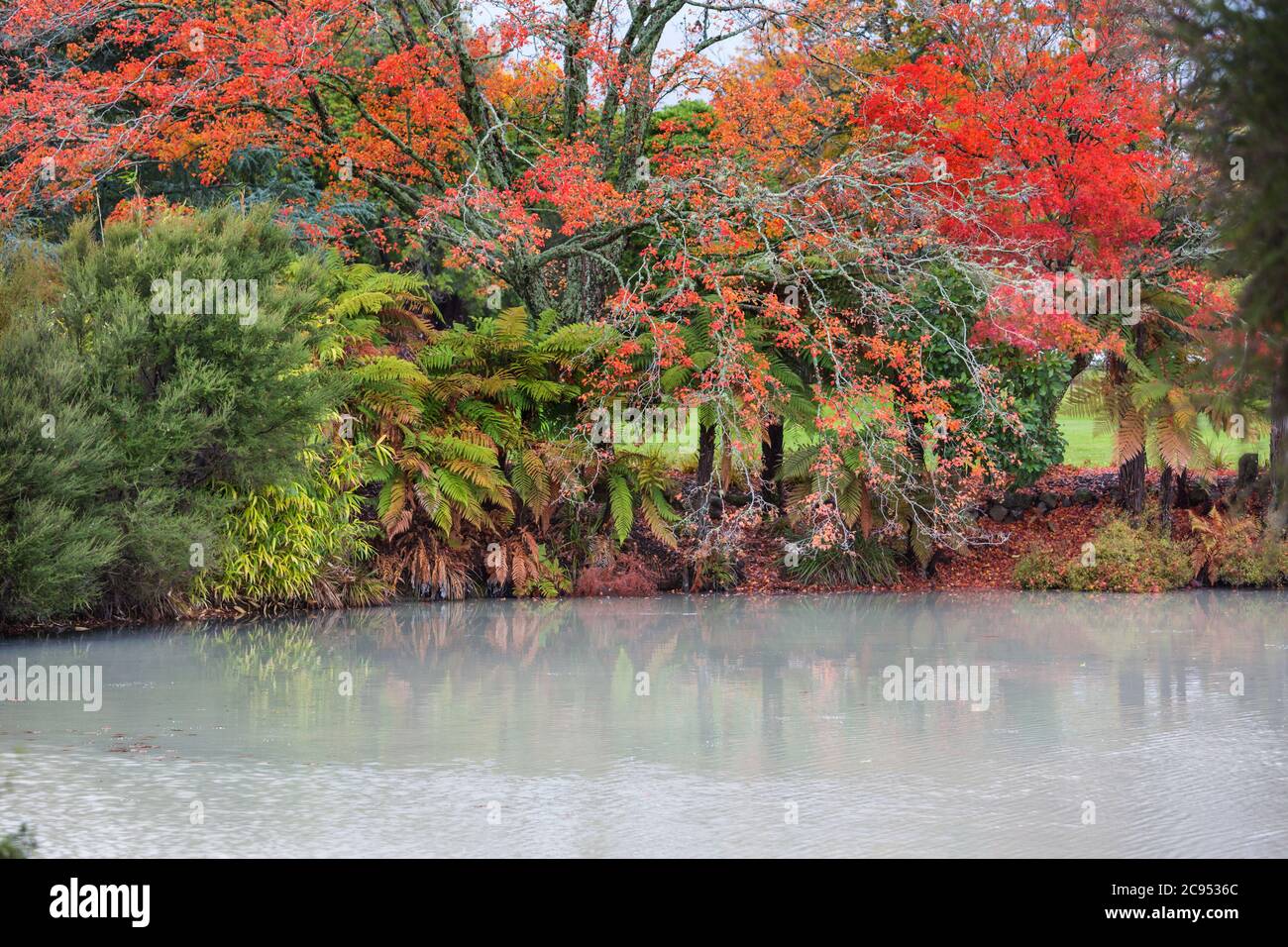 beautiful colorful trees in autumn park Stock Photo - Alamy