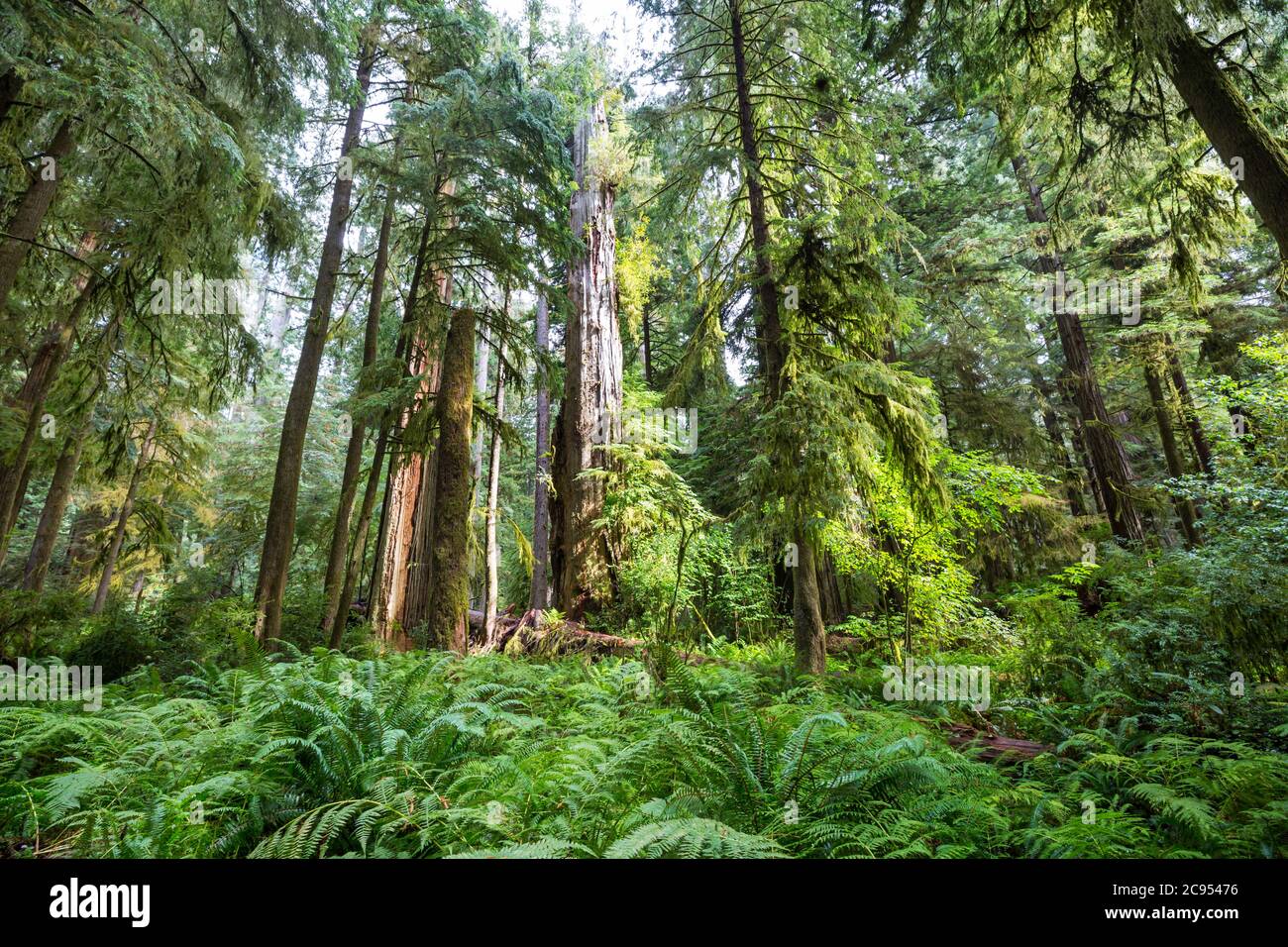 Summer forest at sunrise time. Inspiring summer background Stock Photo ...