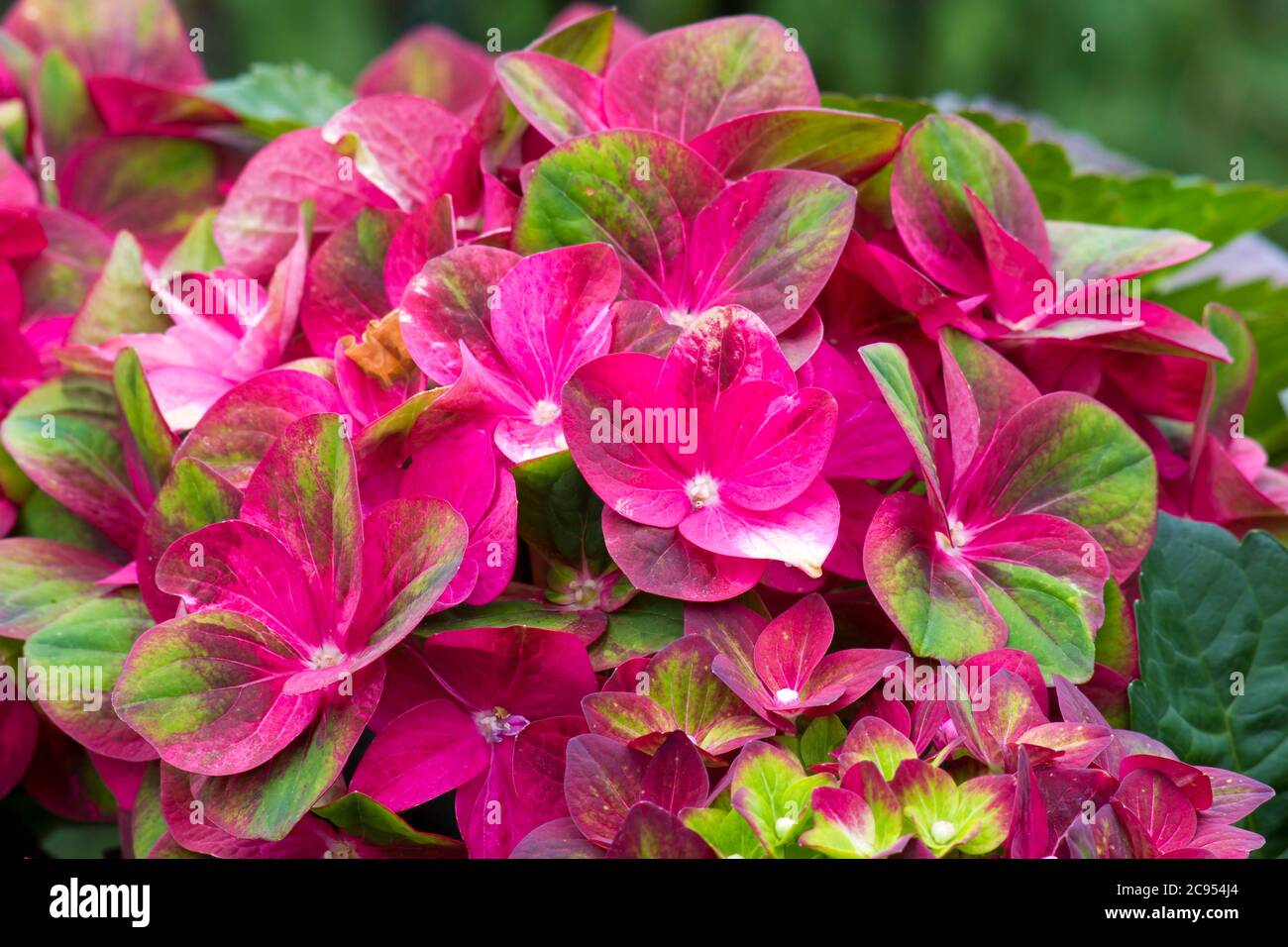 Red hortensia hi-res stock photography and images - Alamy