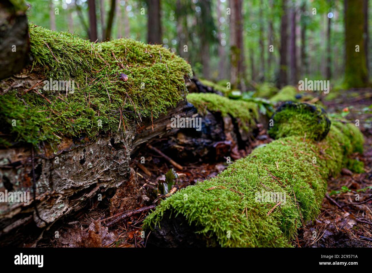 old fallen tree trunk covered in green moss Stock Photo - Alamy