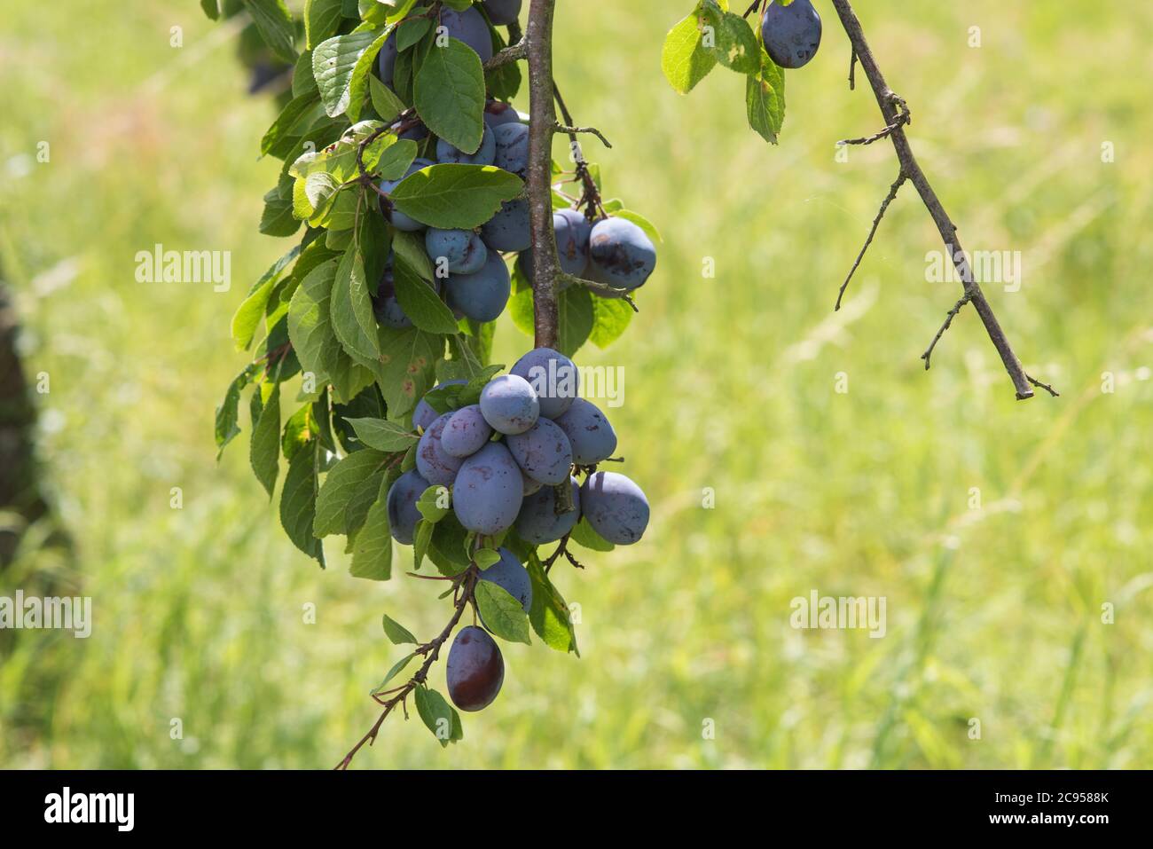 plums on the tree on a orchard Stock Photo - Alamy