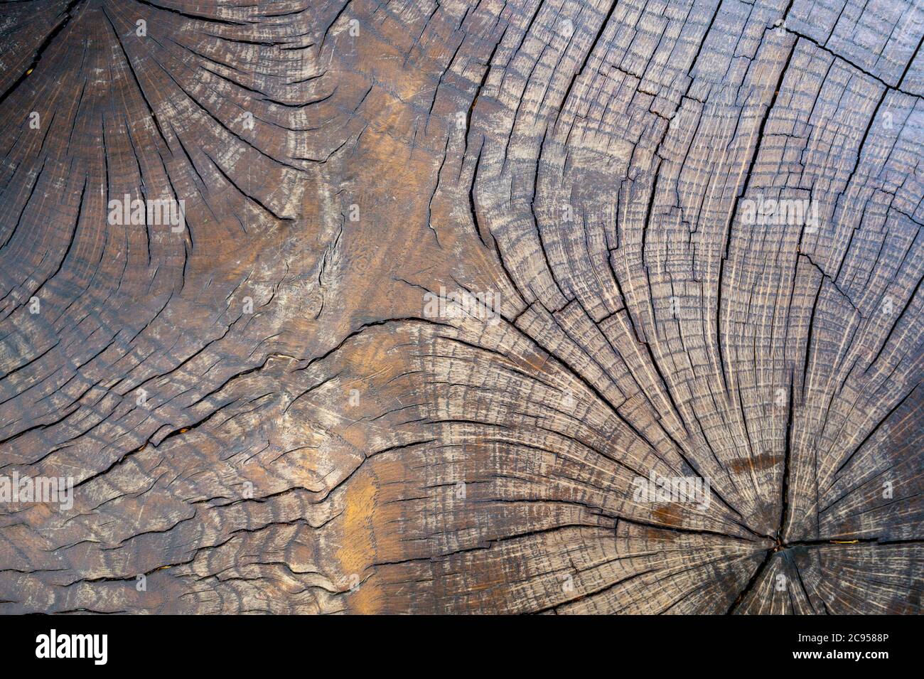 Tree rings old weathered wood texture with the cross section of a cut log showing the concentric ...