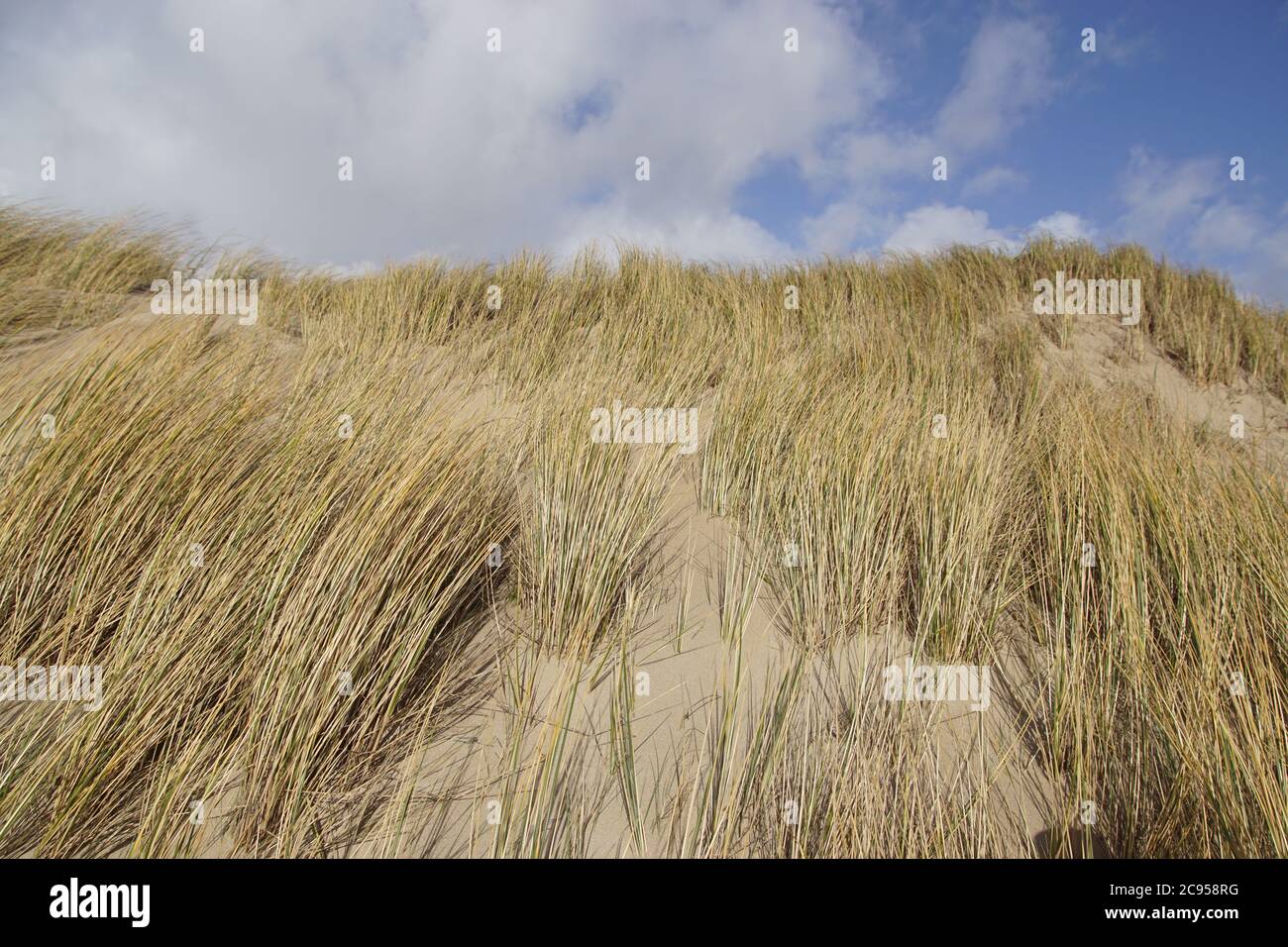 Marram grass (Ammophila Arenaria) in the wind on sand dunes. A grass ...
