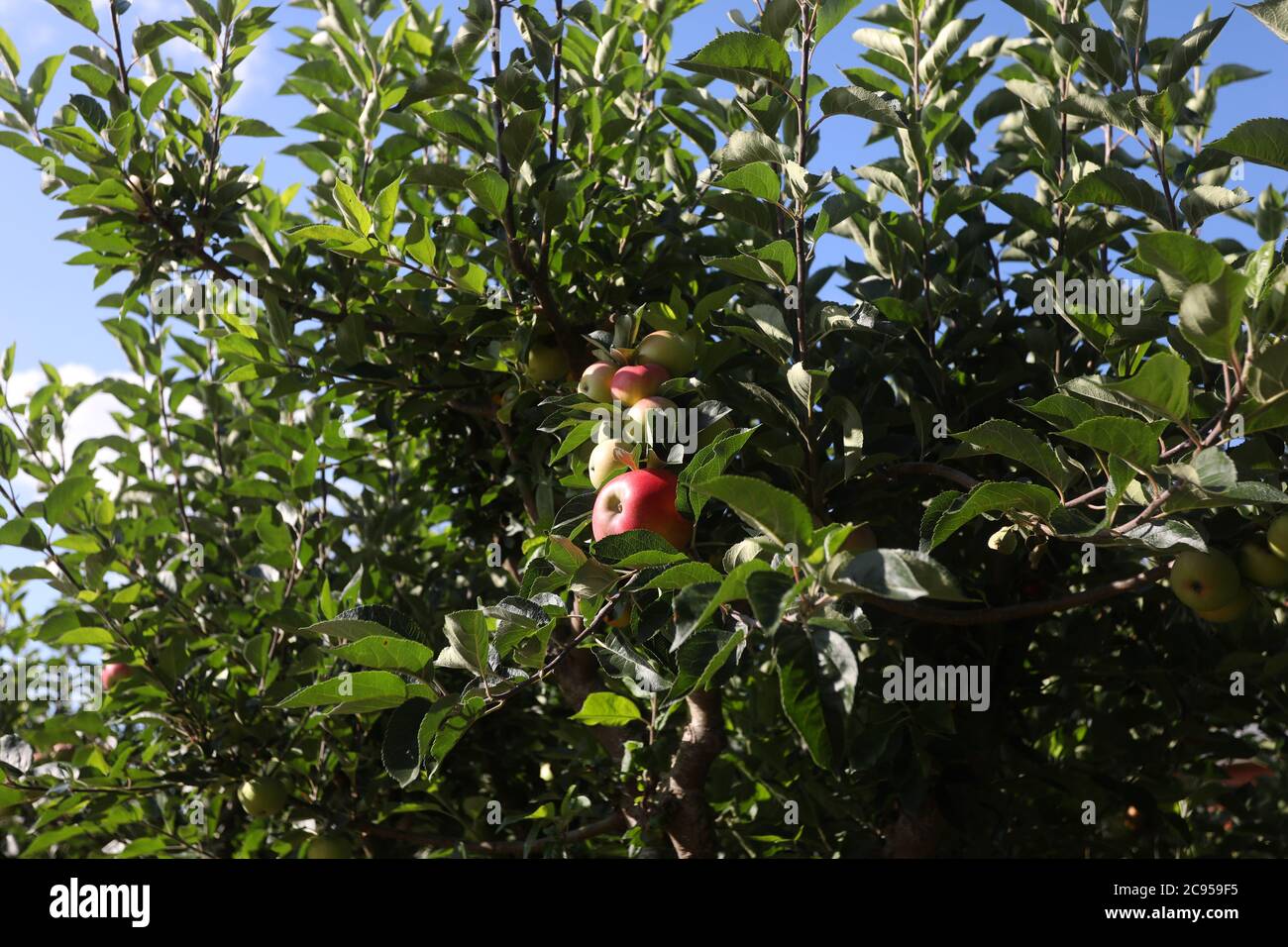 Trees for garden design hi-res stock photography and images - Alamy