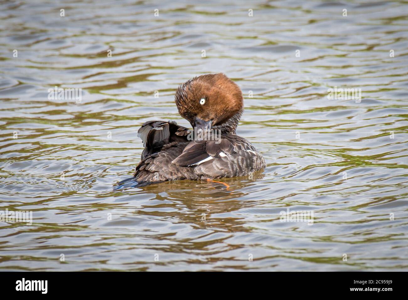 Female goldeneye hi-res stock photography and images - Alamy