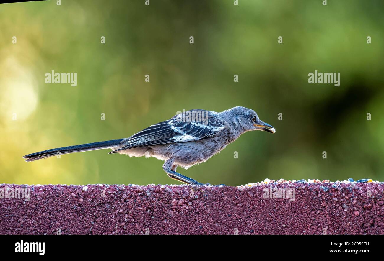Mockingbird nest hi-res stock photography and images - Alamy