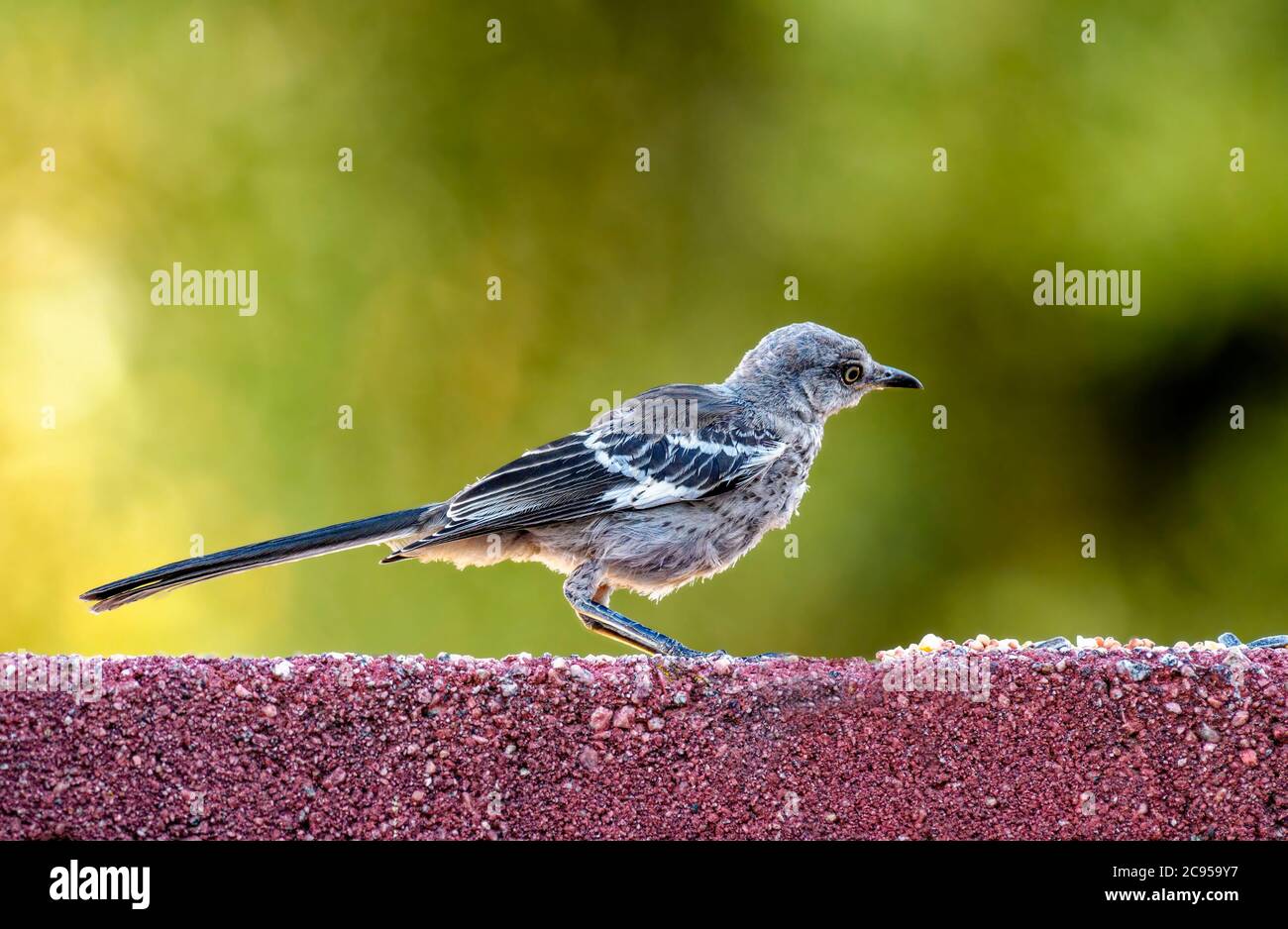 Northern Mockingbird Flight High Resolution Stock Photography and ...