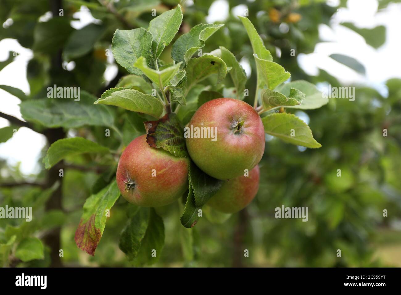 Fruit trees in garden uk hi-res stock photography and images - Alamy