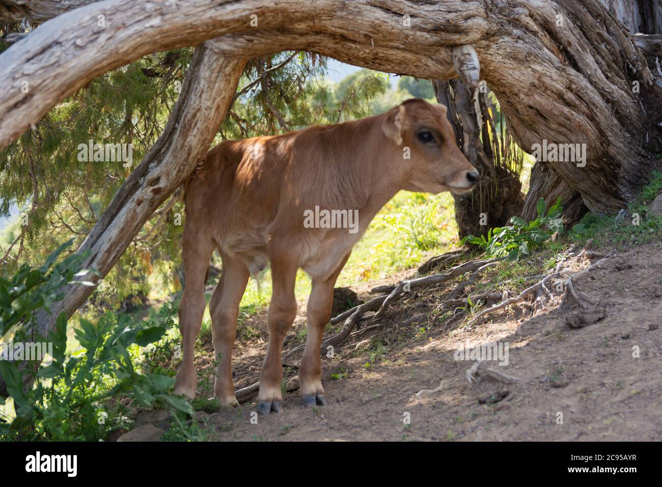 Cow under tree hi-res stock photography and images - Alamy