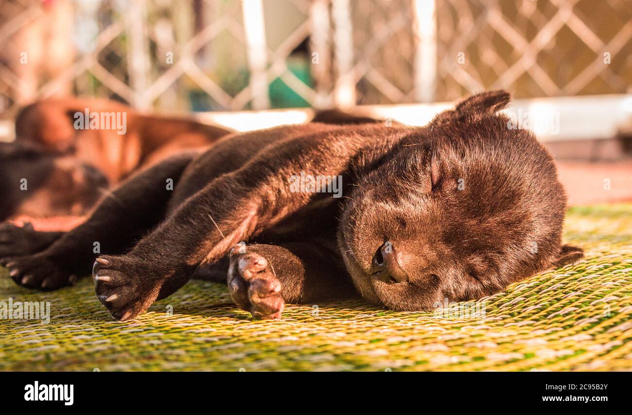A cute baby puppy is sleeping Stock Photo - Alamy