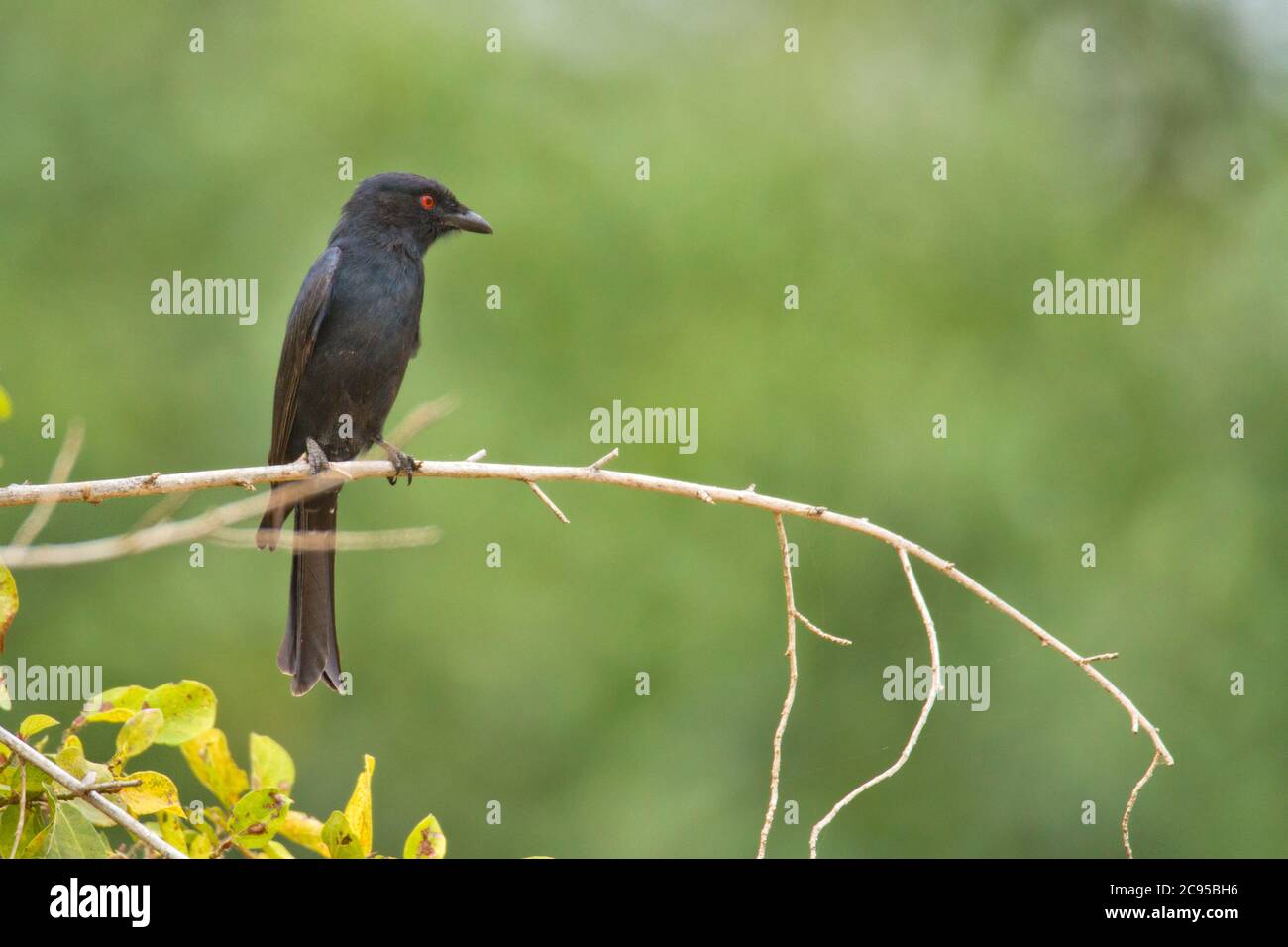 African crow like birds hi-res stock photography and images - Alamy