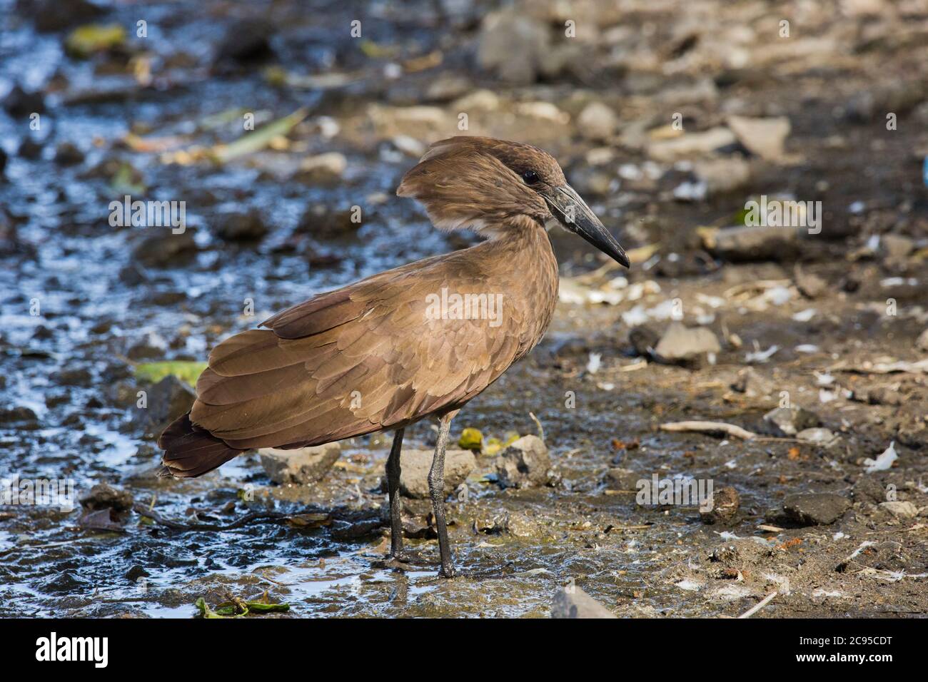 Hammerkop (Scopus umbretta). The hammerkop is found in all wetland ...