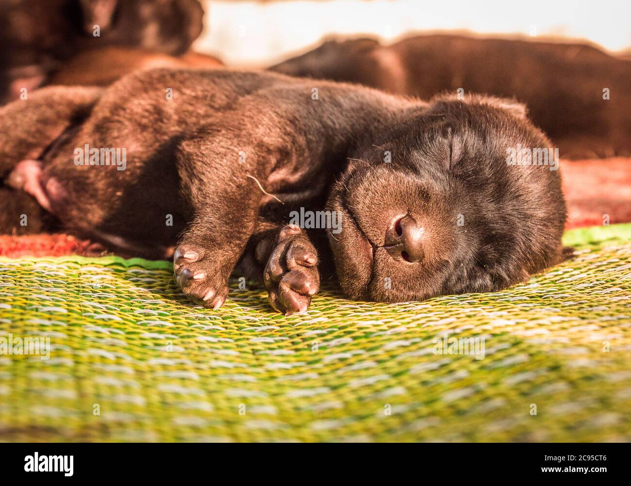 A cute baby puppy is sleeping Stock Photo - Alamy