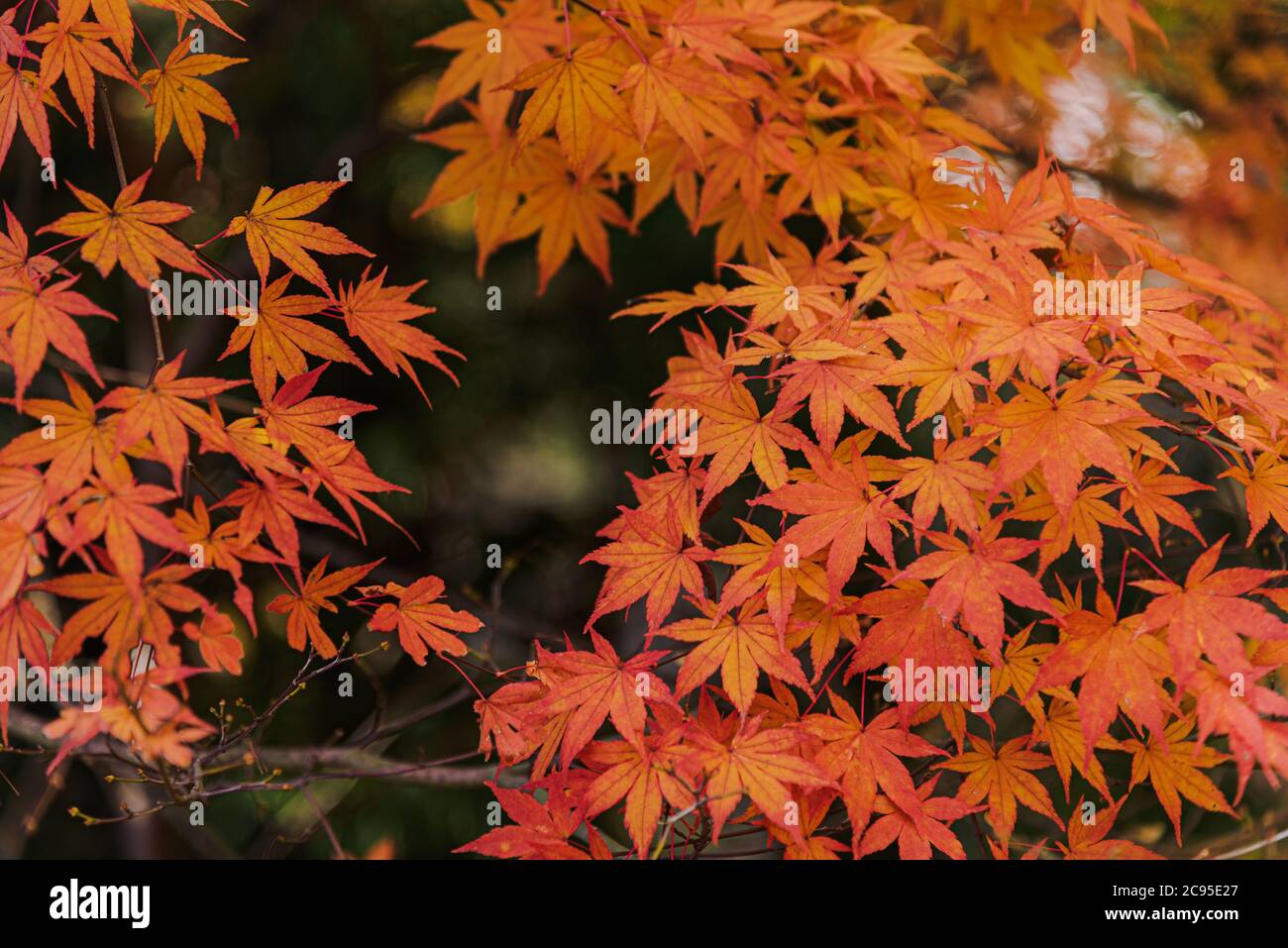 Japanese Maple autumn leaves background Stock Photo - Alamy